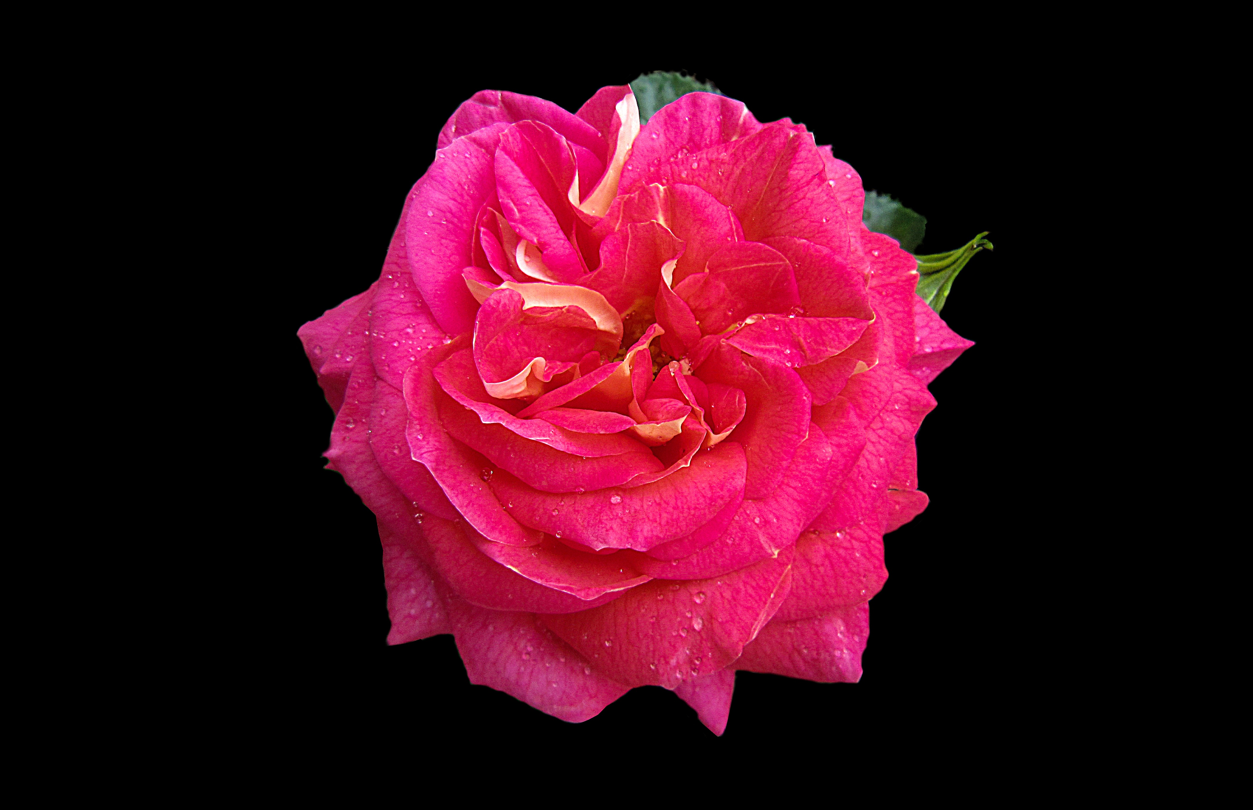 Bright rose bloom closeup photo free image download