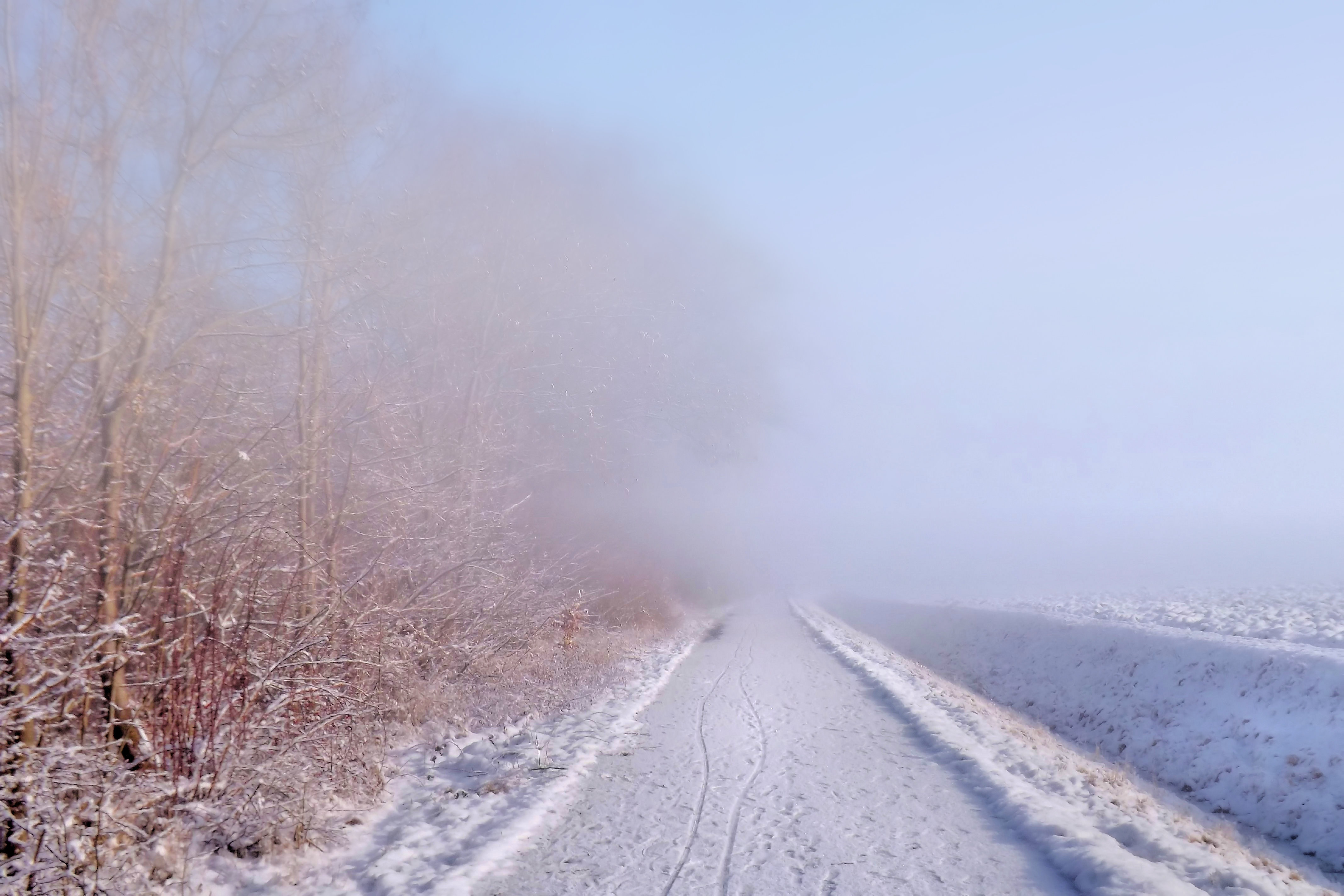 Fog in winter free image download