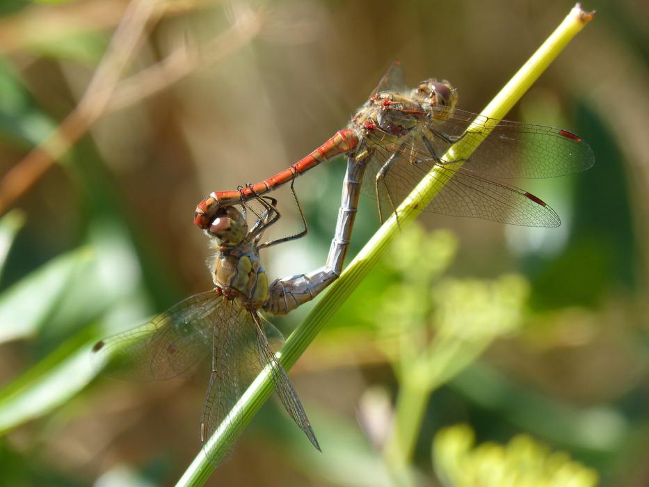 Pair of dragonflies on the grass free image download