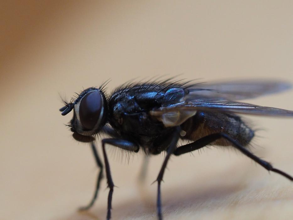 Close up of a black fly free image download