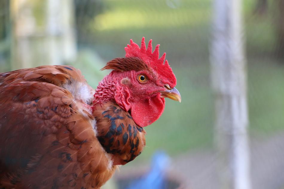 Red Chicken Look portrait free image download