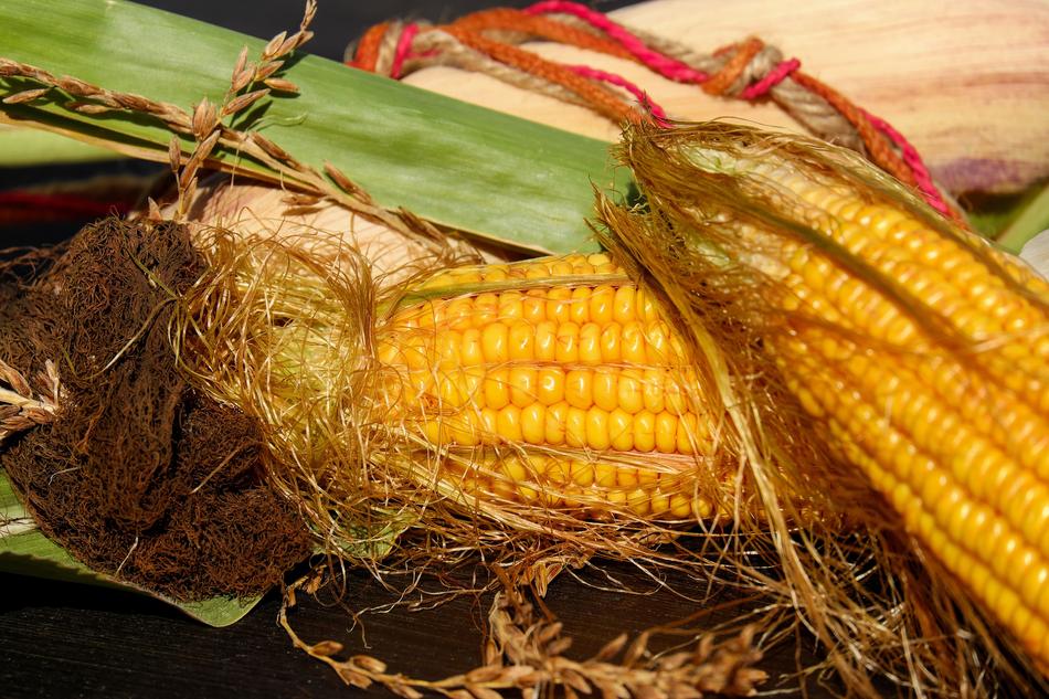 Corn On The Cob Hair free image download