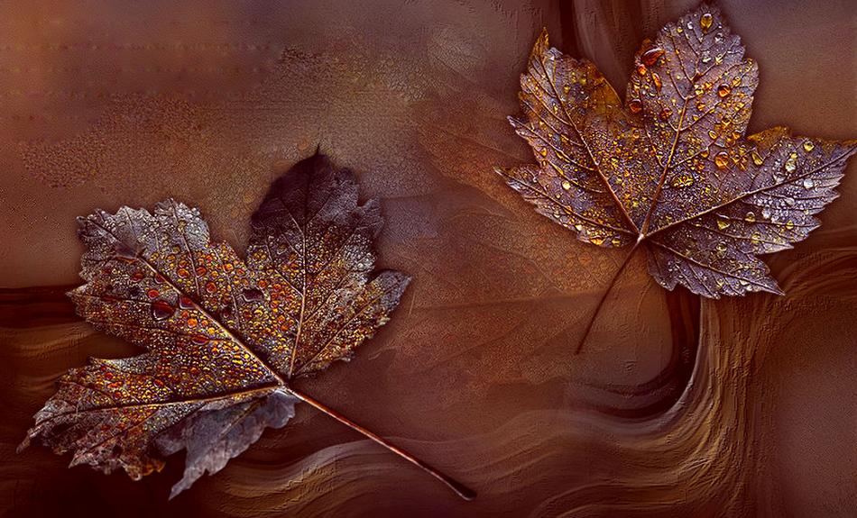 Leaf bronze arrangement nature free image download