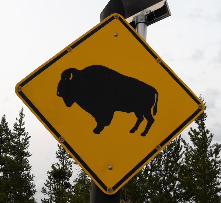 Watch out for wild animals free image download