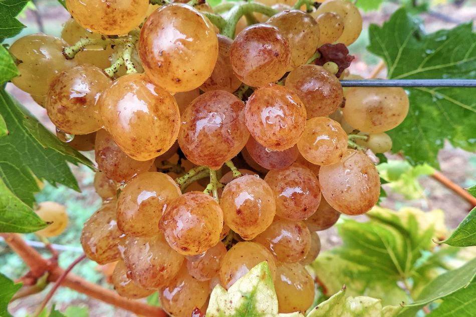 Grapes Raindrop Green free image download