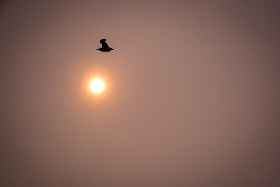 Bird Seagull Sun free image download