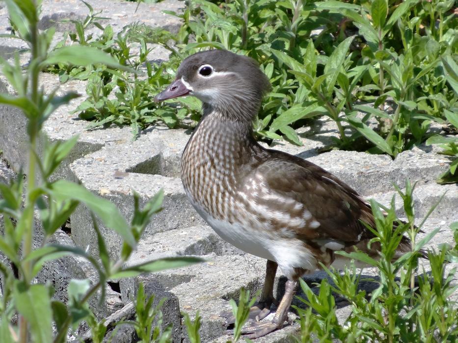 Duck Bird Water free image download