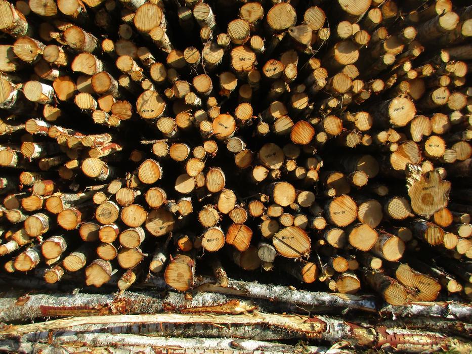 Forestry Timber Wood free image download