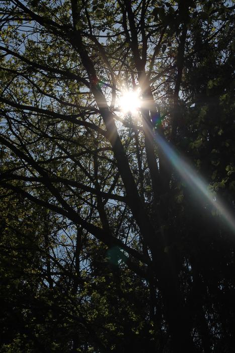 Sun Forest Grove free image download