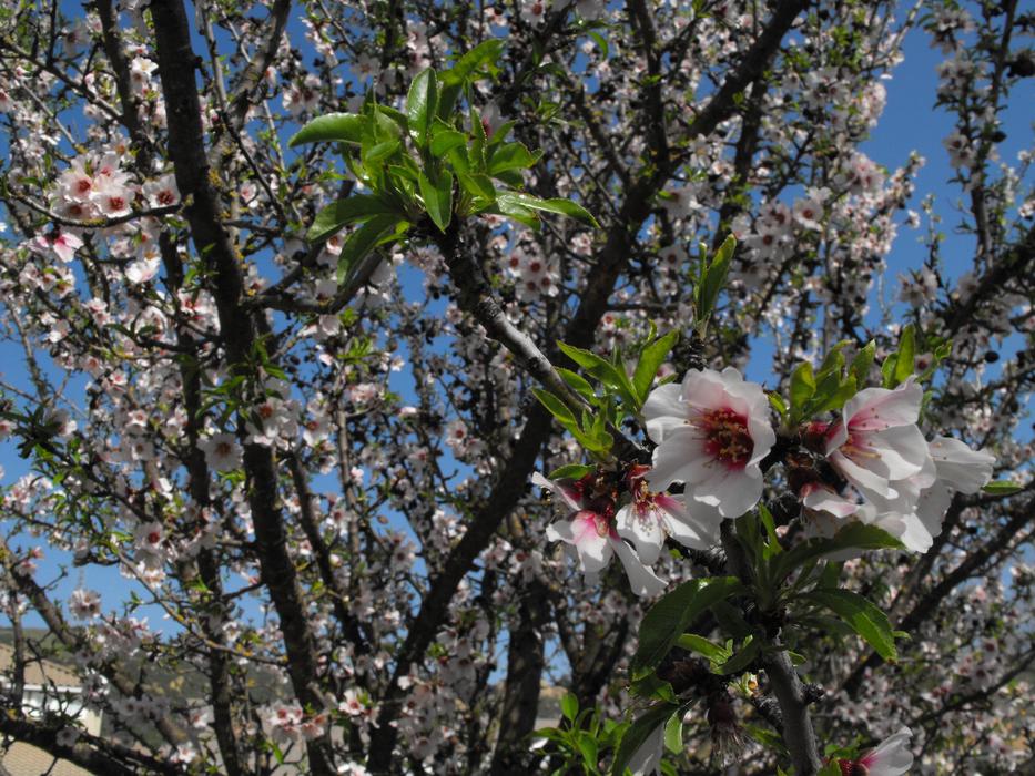 Blossoms Flowers Tree free image download