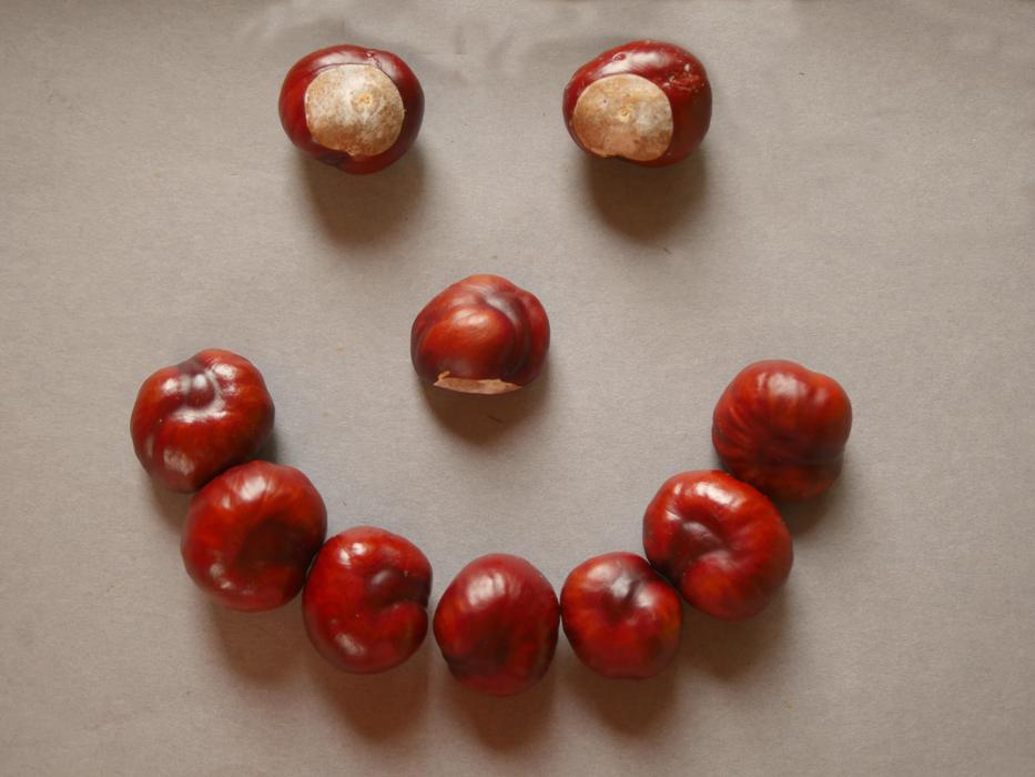 Chestnut Face Laugh free image download