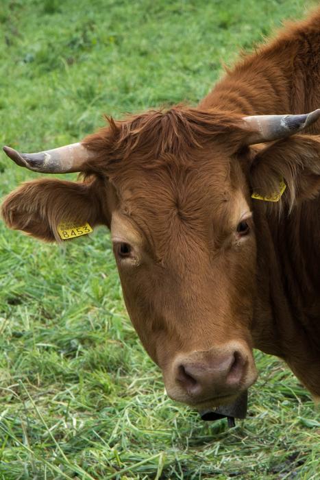 Cow Animals Cattle Farm free image download