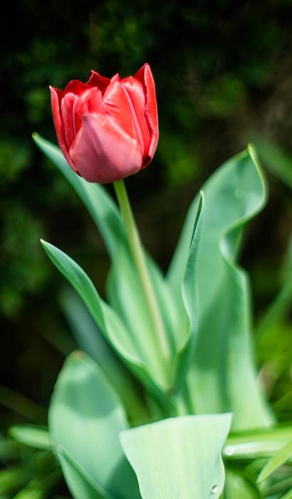 Tulip Red Nature free image download