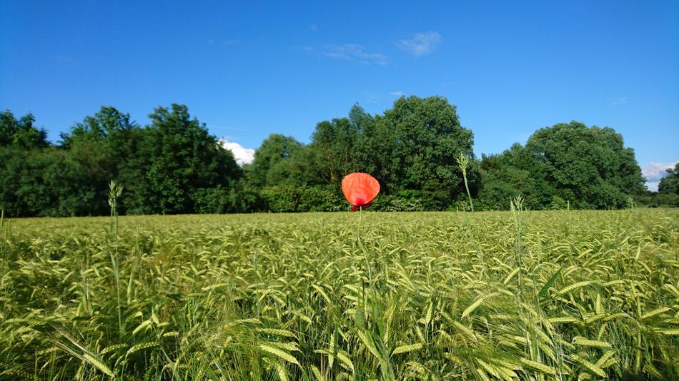 A flower in a beautiful spikey field free image download