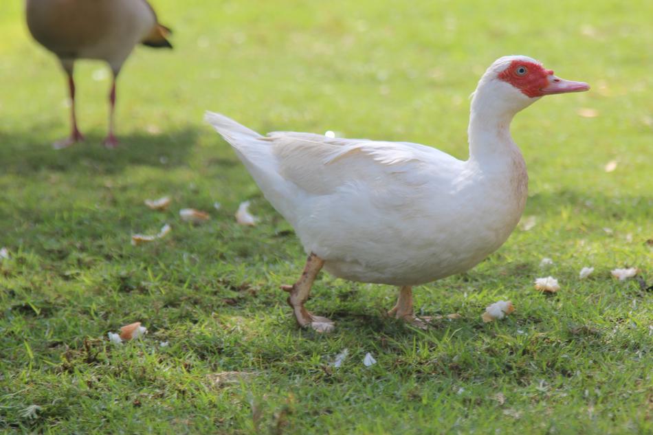 White wild duck with a red spot free image download