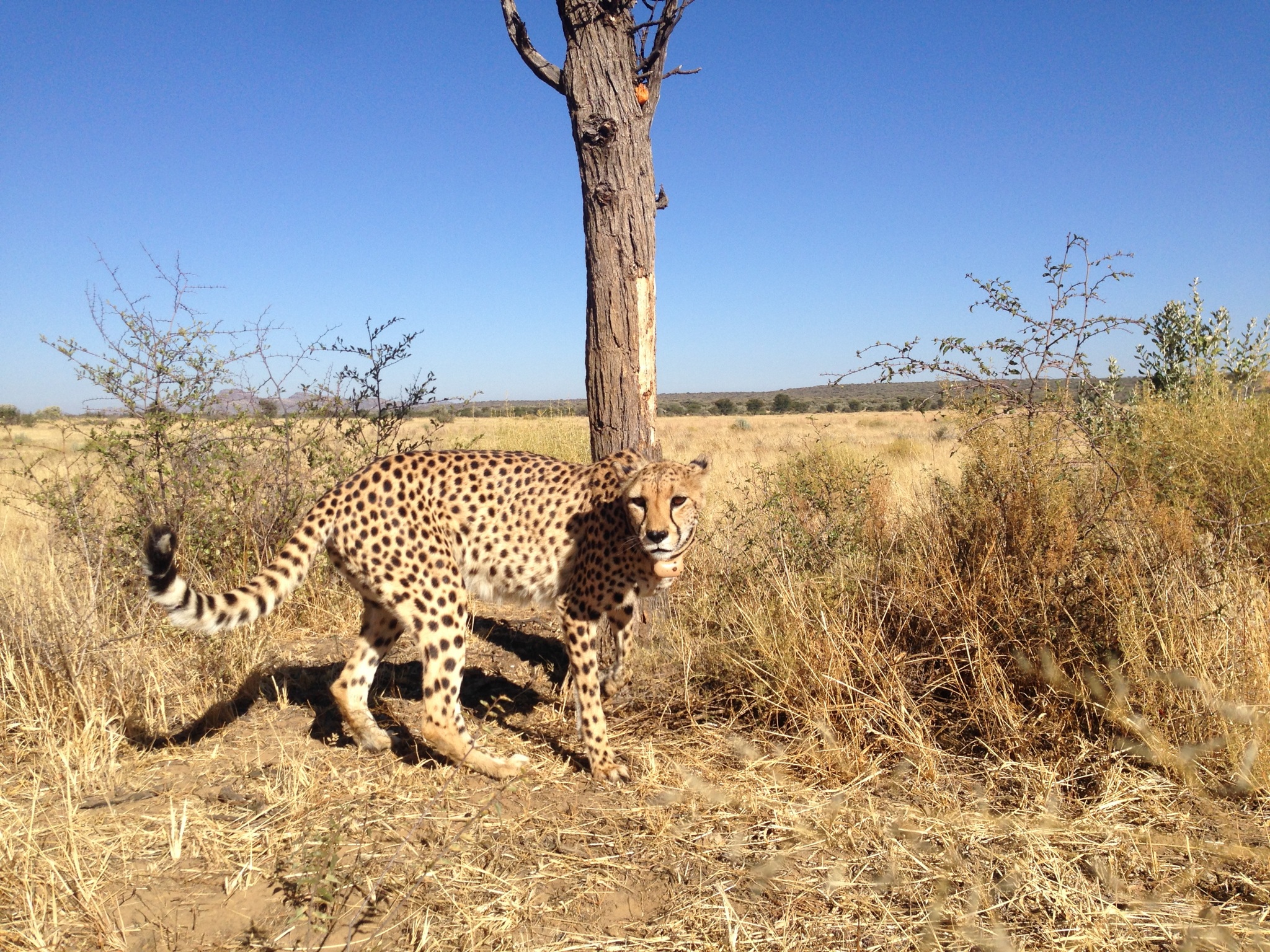Cheetah Namibia Acinonyx free image download