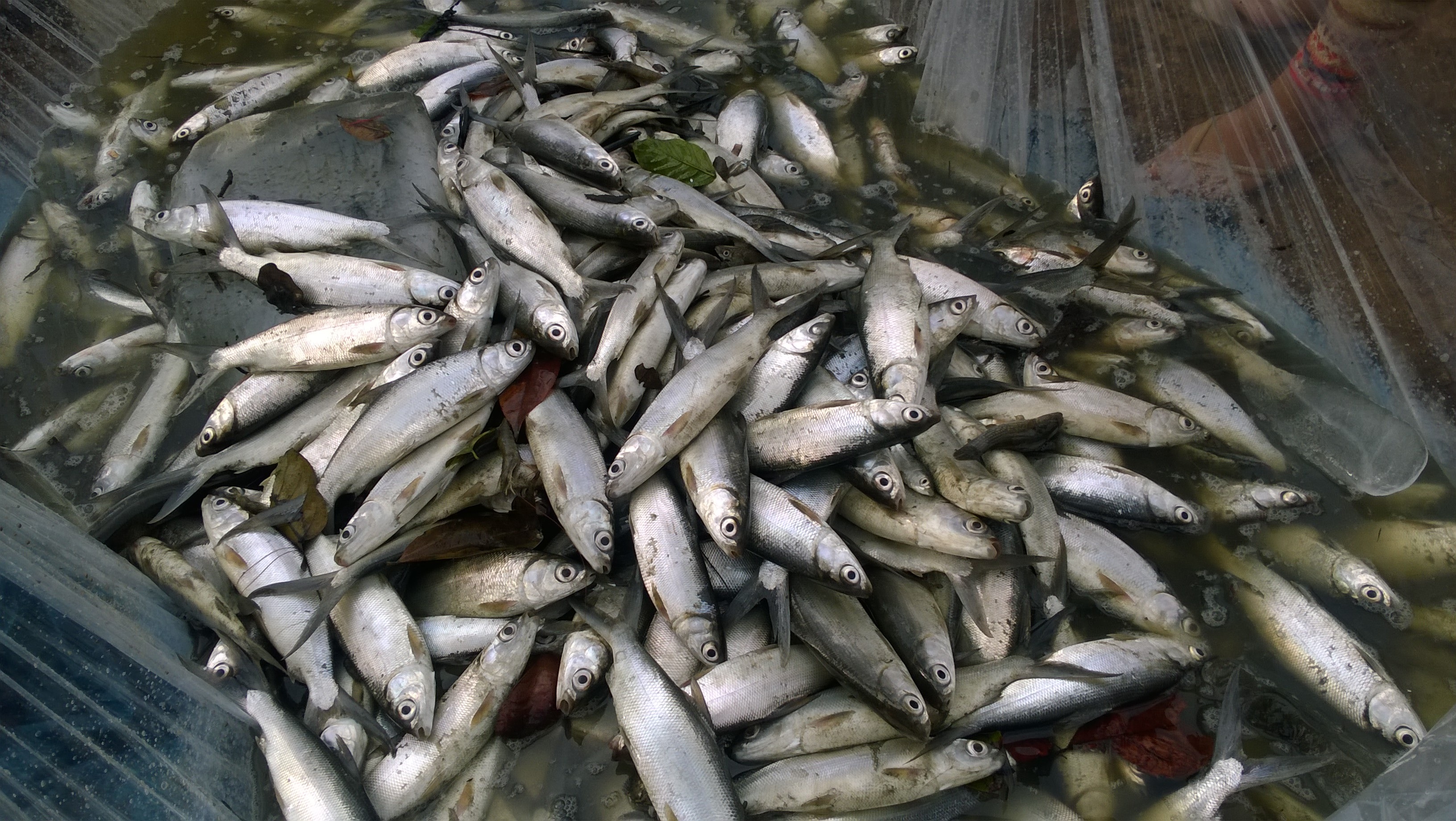 Fish Bangus Milkfish free image download