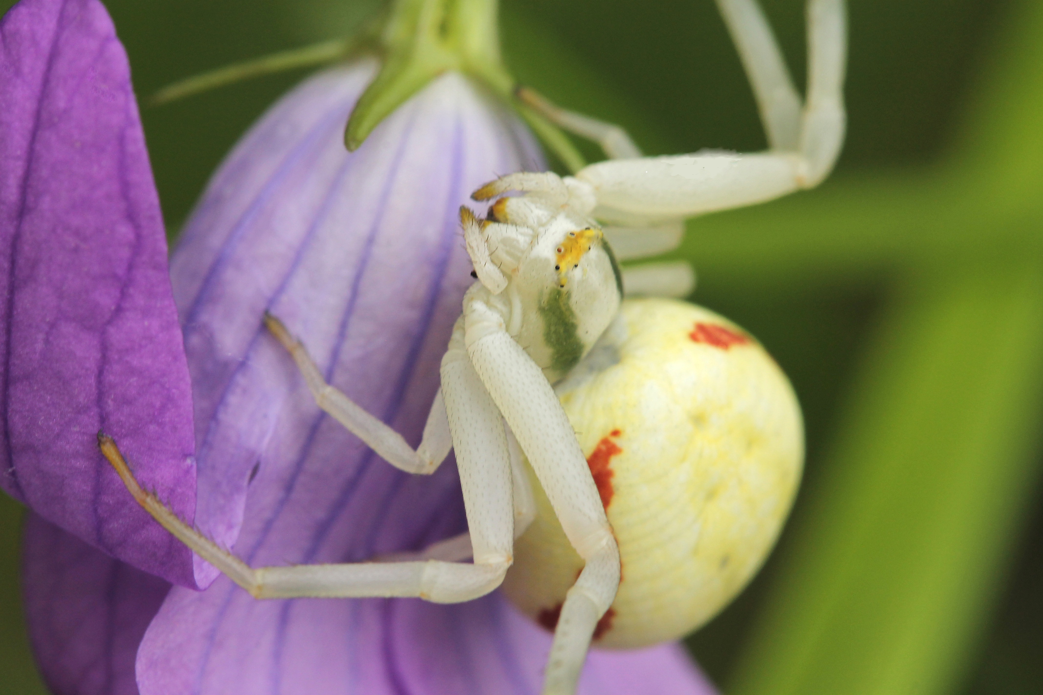 Misumena Vatia Special Spider free image download