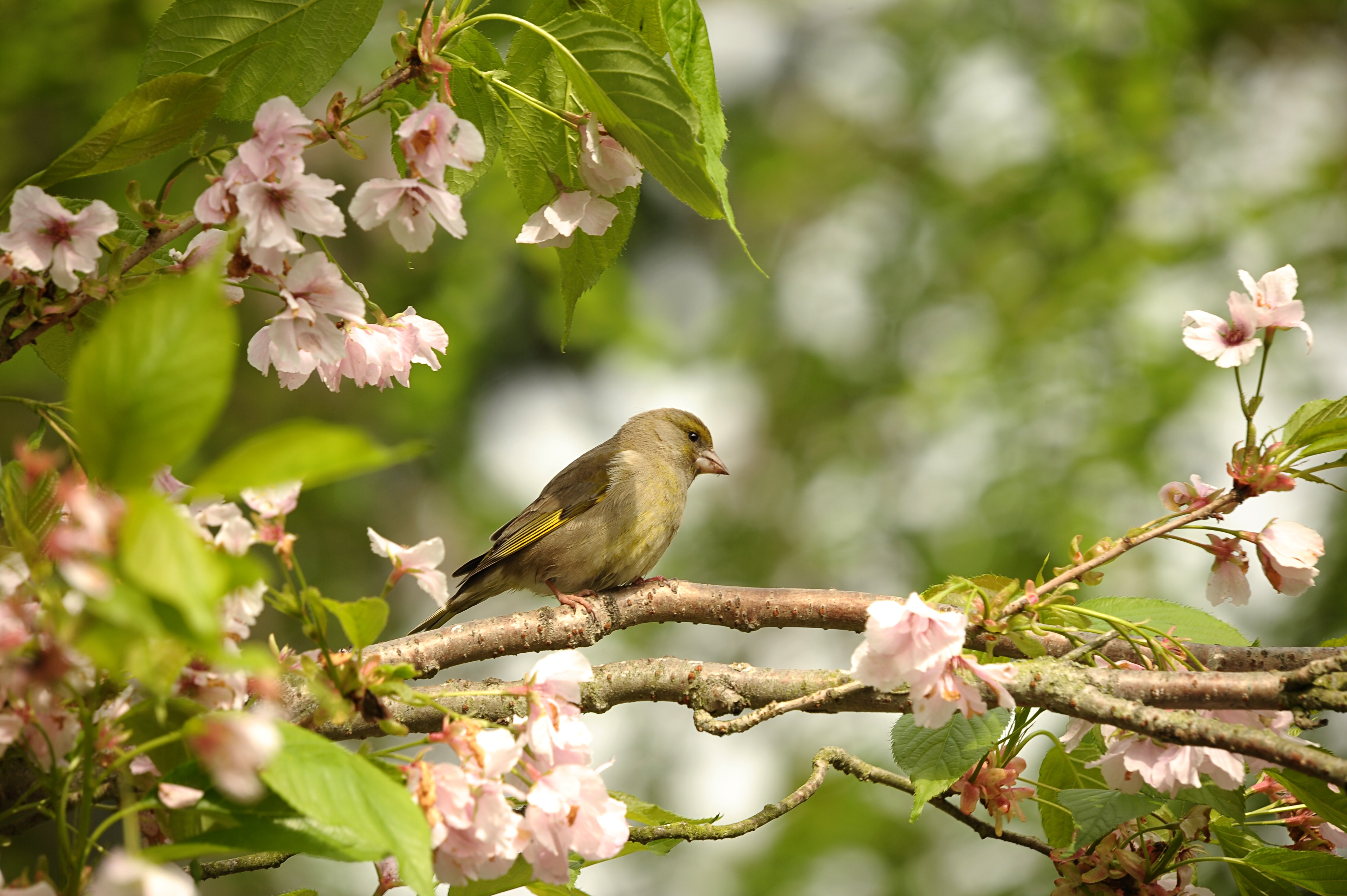 Greenfinch Fink Bird on branch free image download