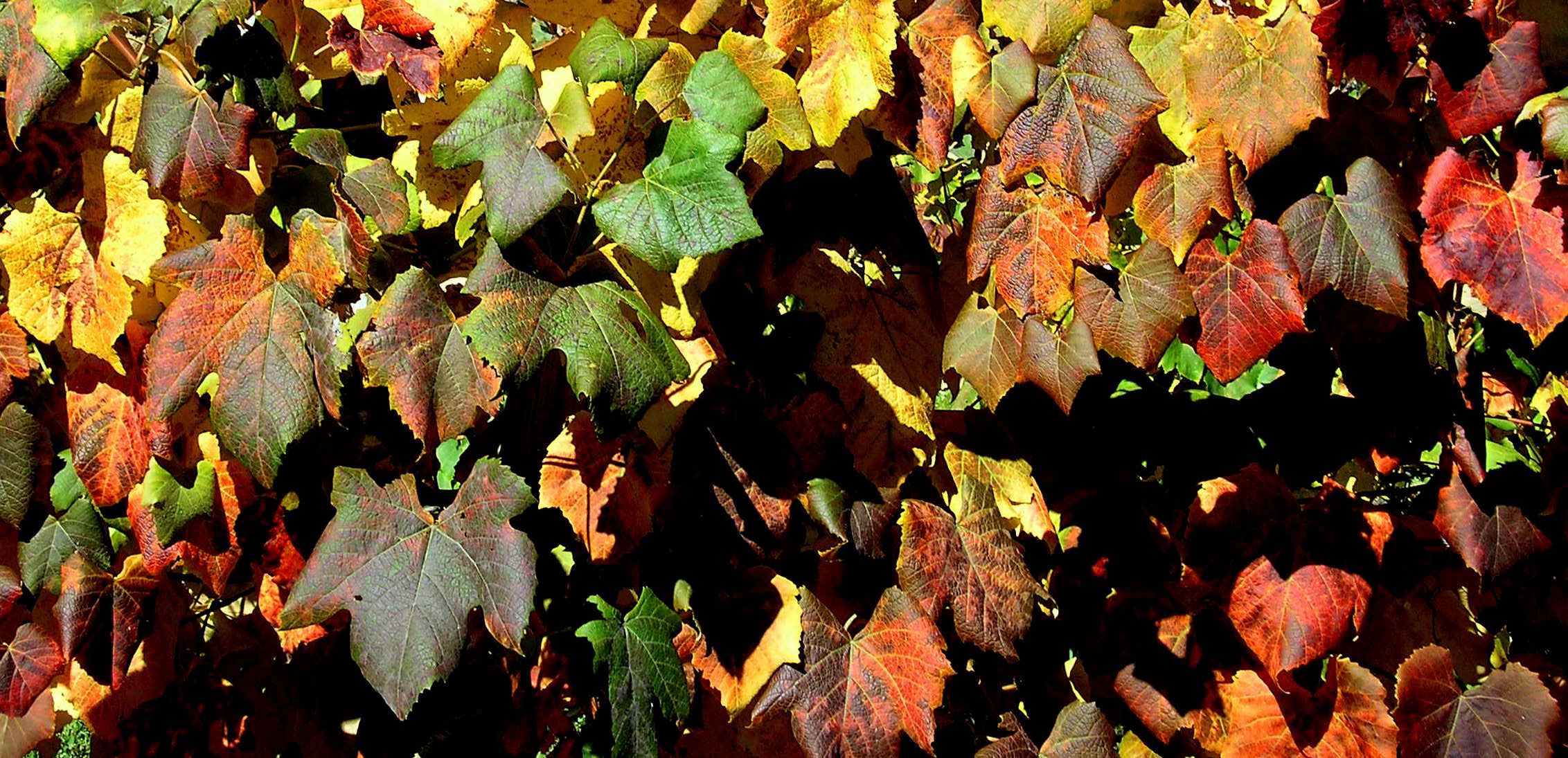 Leaves Fall Colored free image download