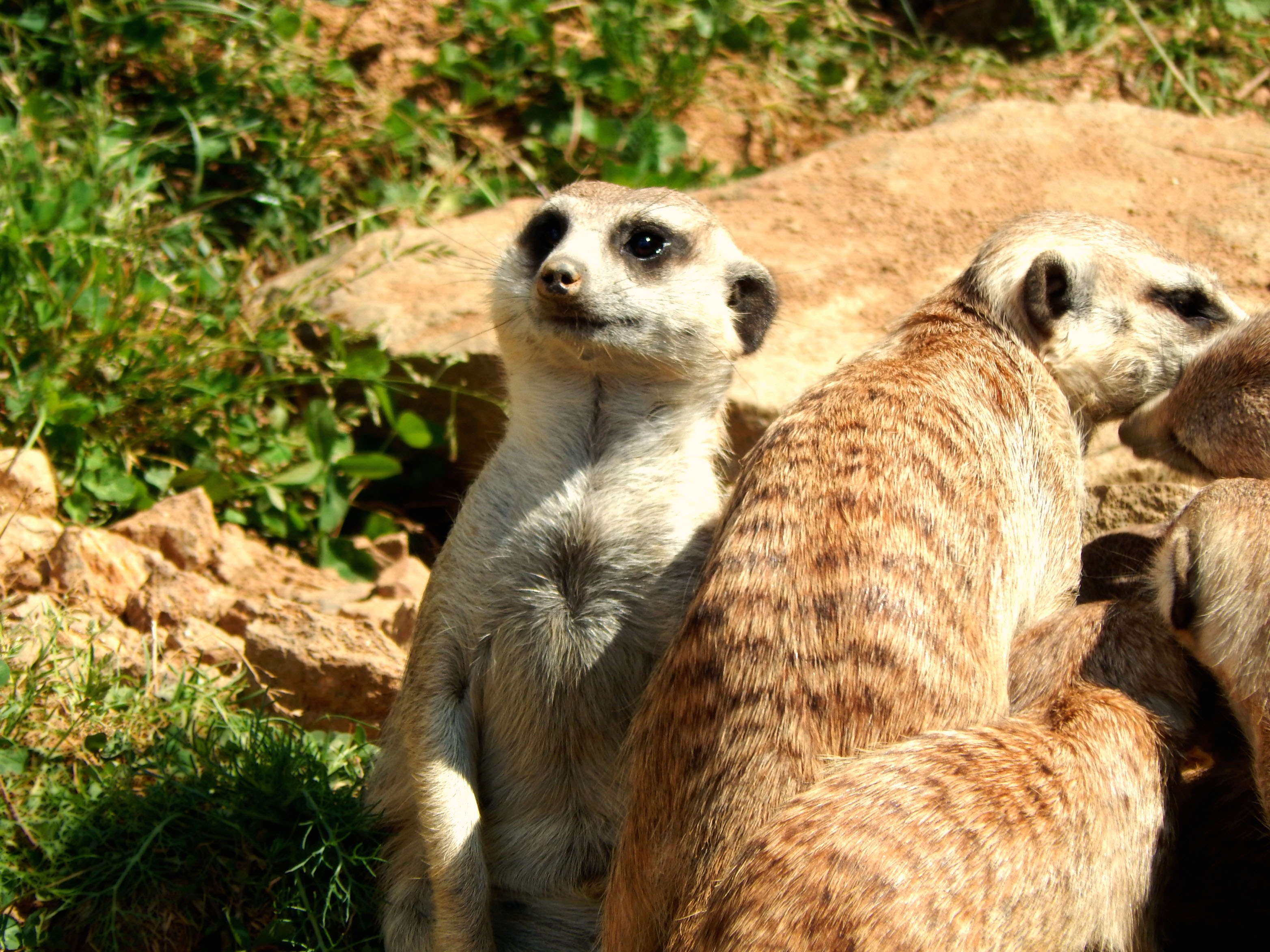 Meerkat Watch Nature free image download