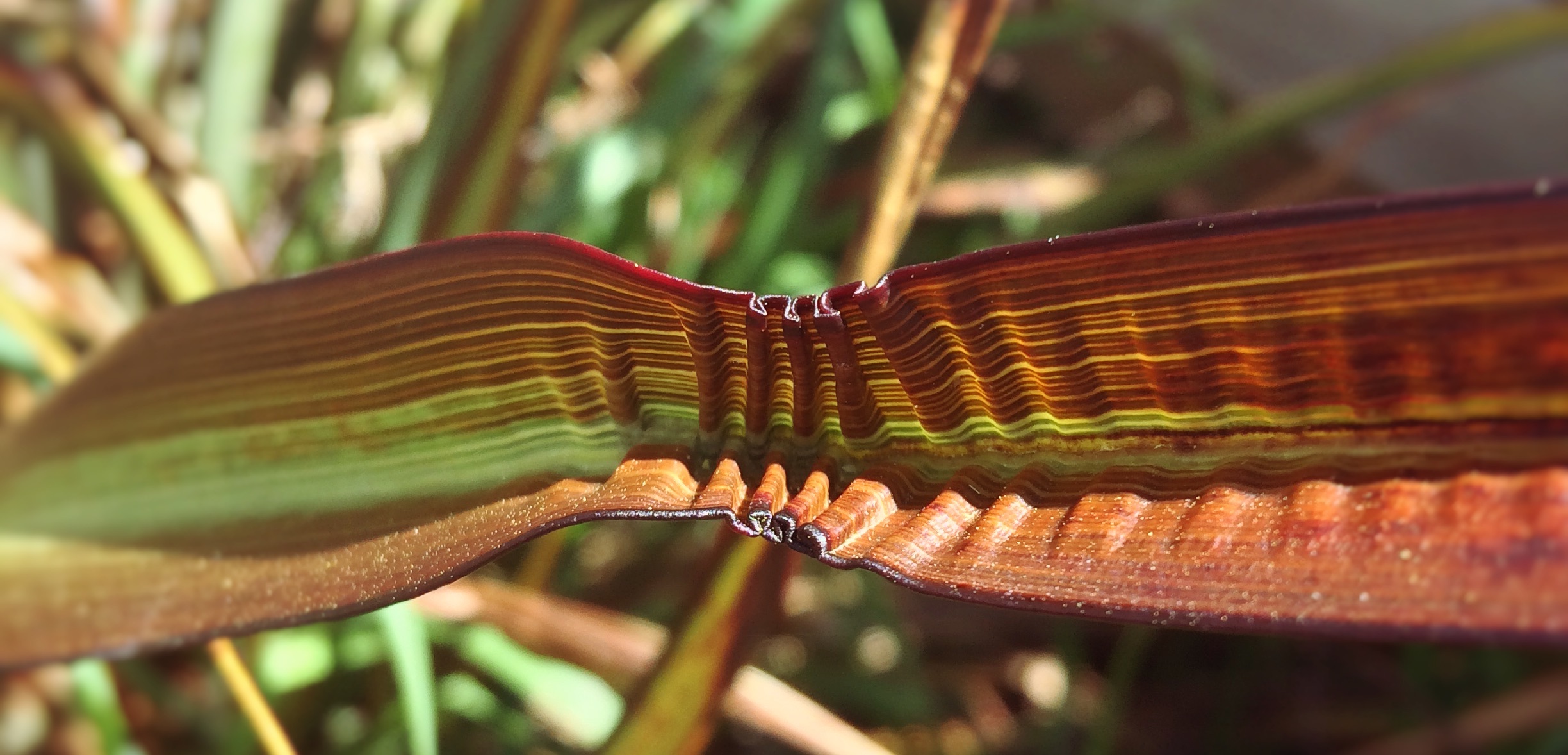 Flax Crease Horizontal free image download