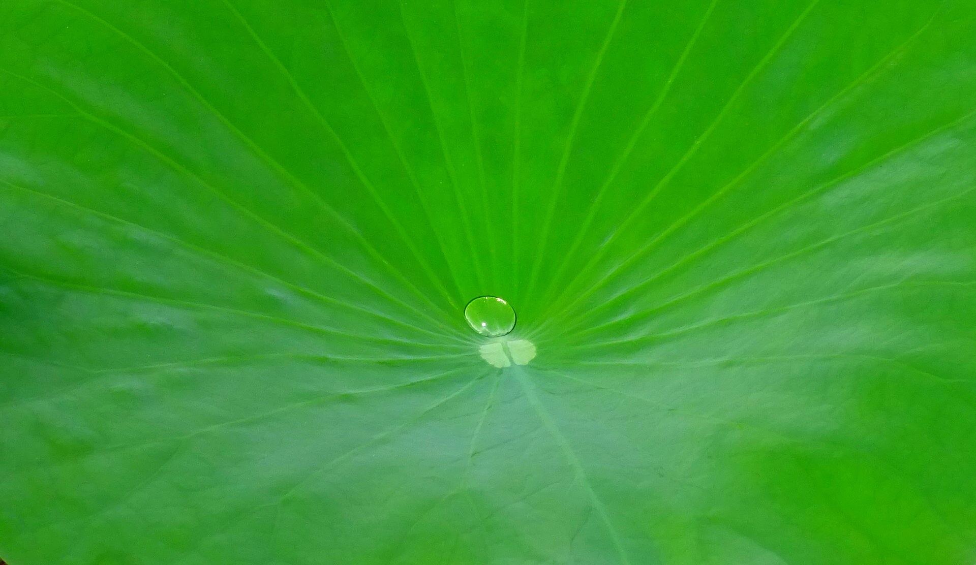 Lotus Leaf Water free image download