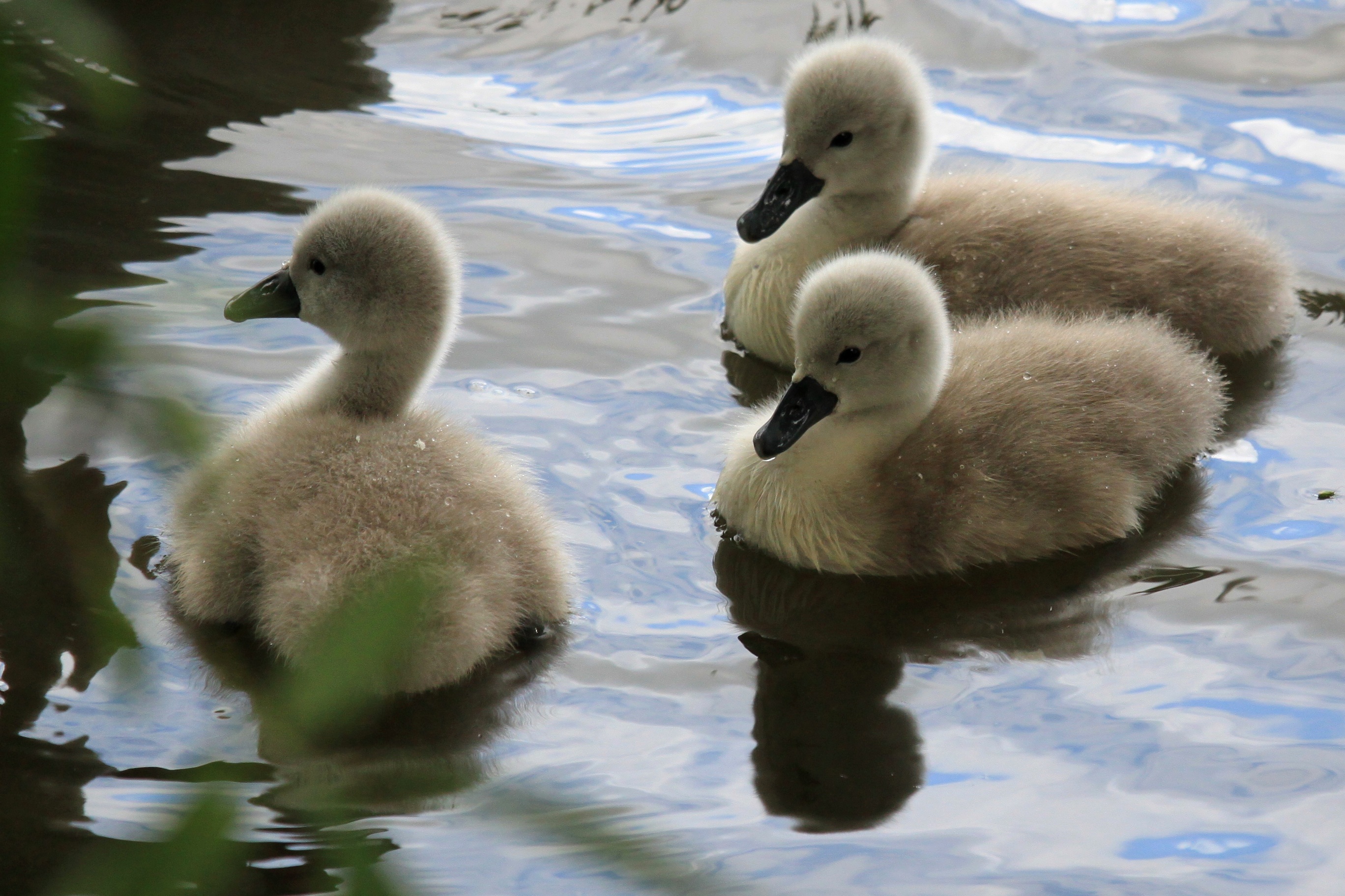 Swan Babies Chicks free image download
