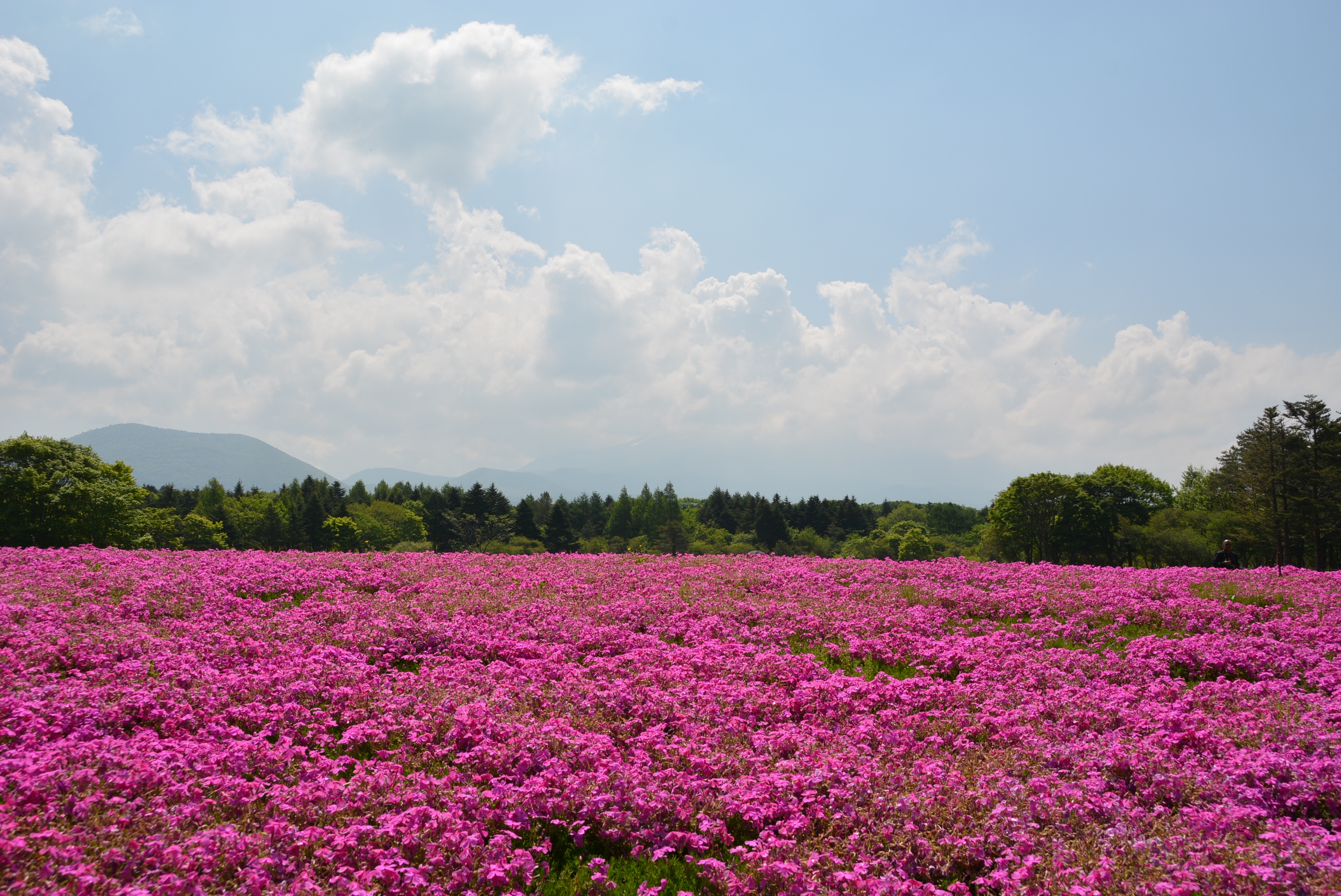 Flower Pink Field free image download
