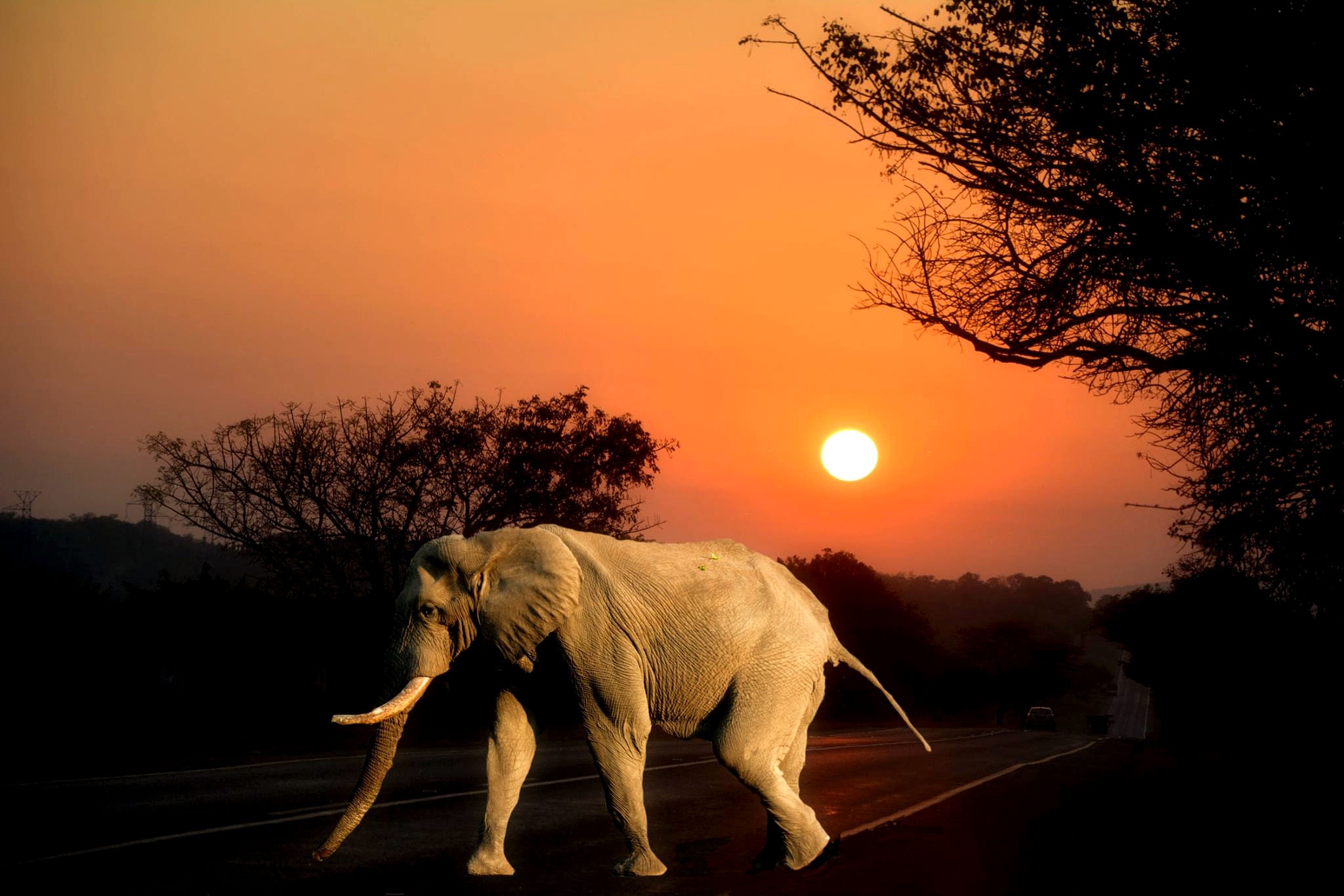 Africa Sun Wild Life Elephant free image download