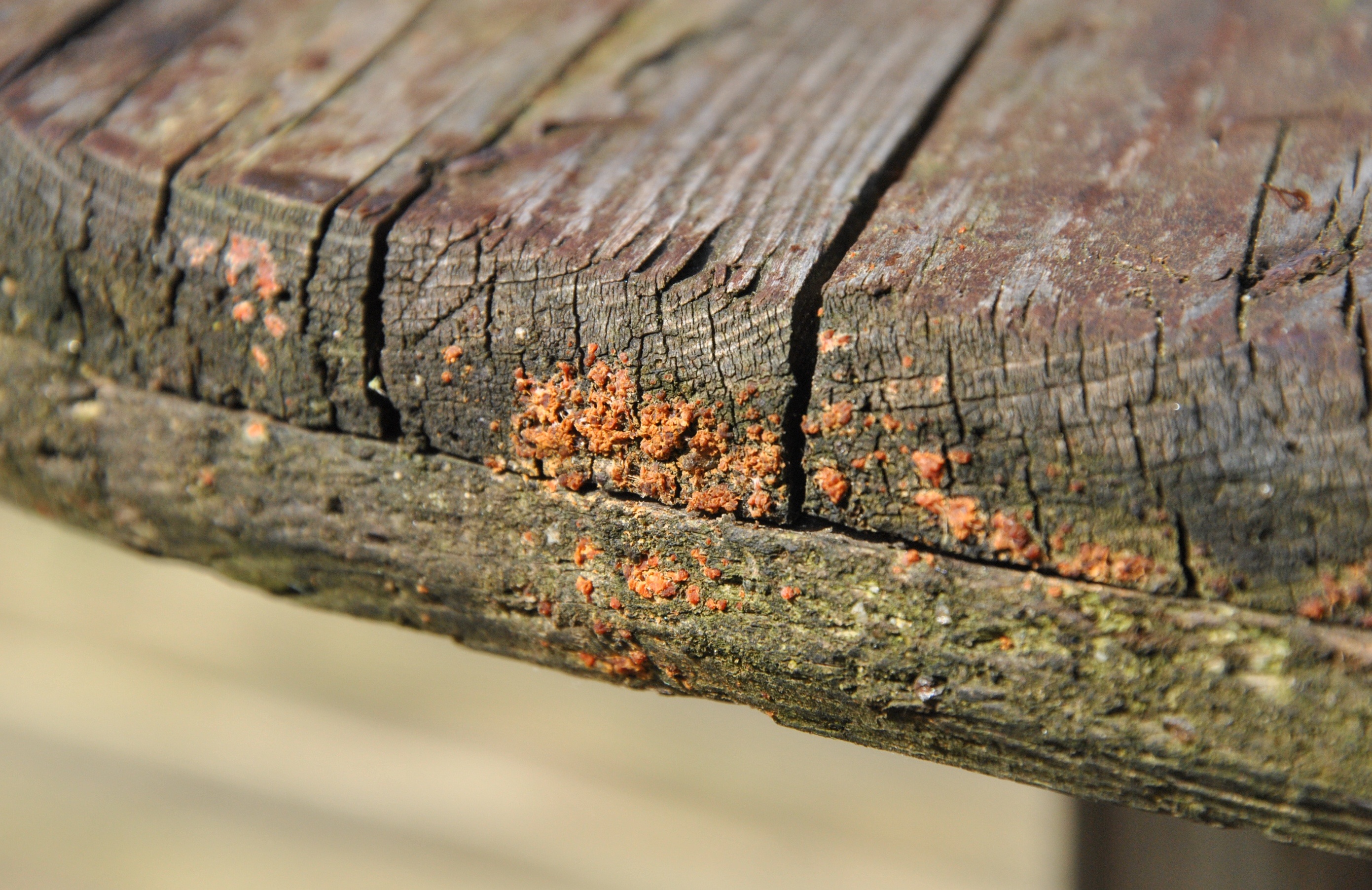 Wood Fungi Fungus free image download