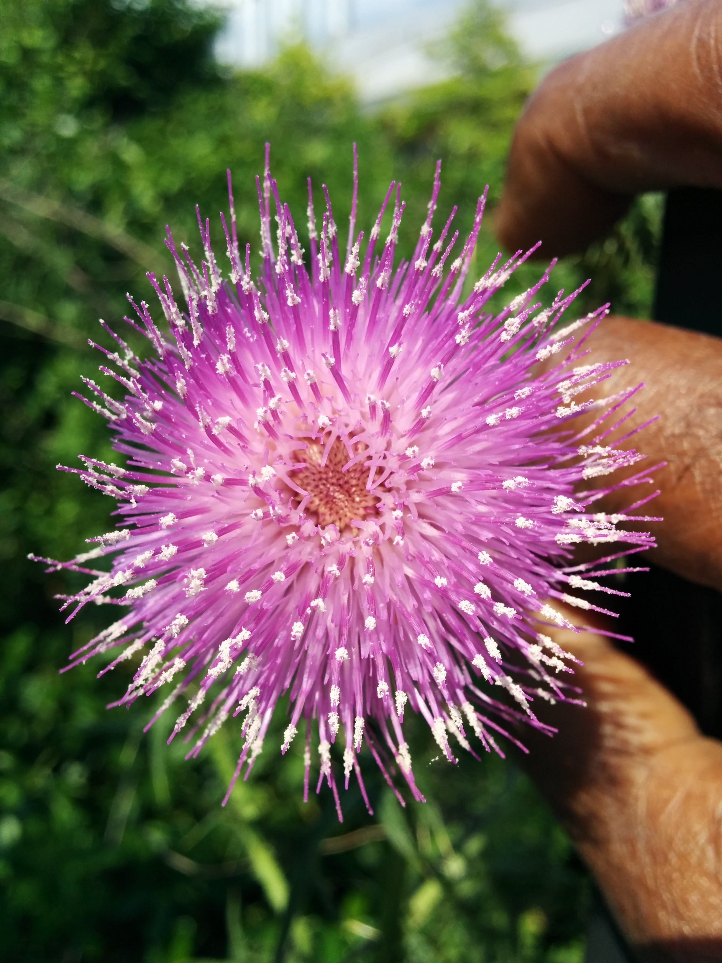 Flower Fingers Nettle free image download