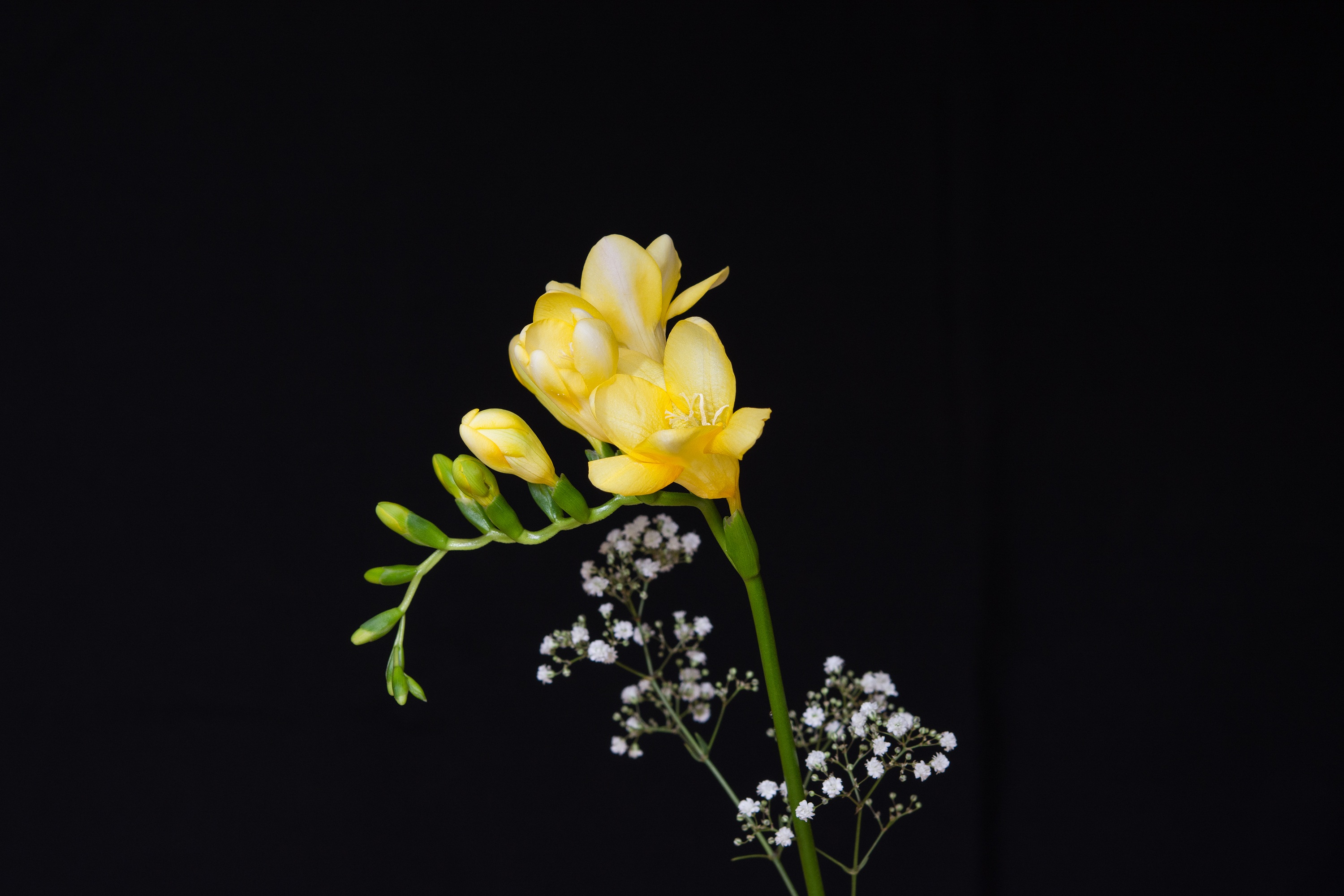 Flowers Yellow Freesia free image download