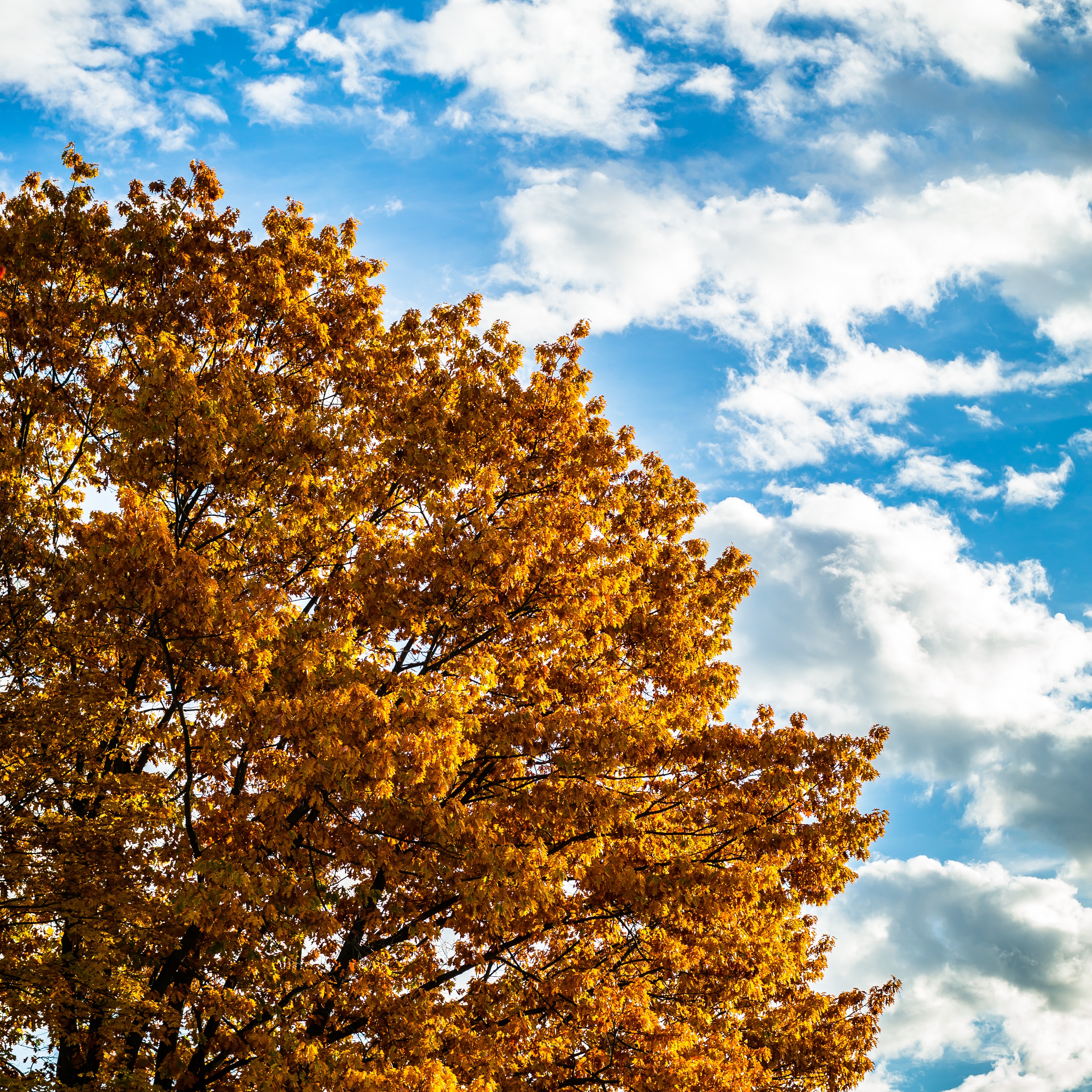 Autumn Oak Sky free image download