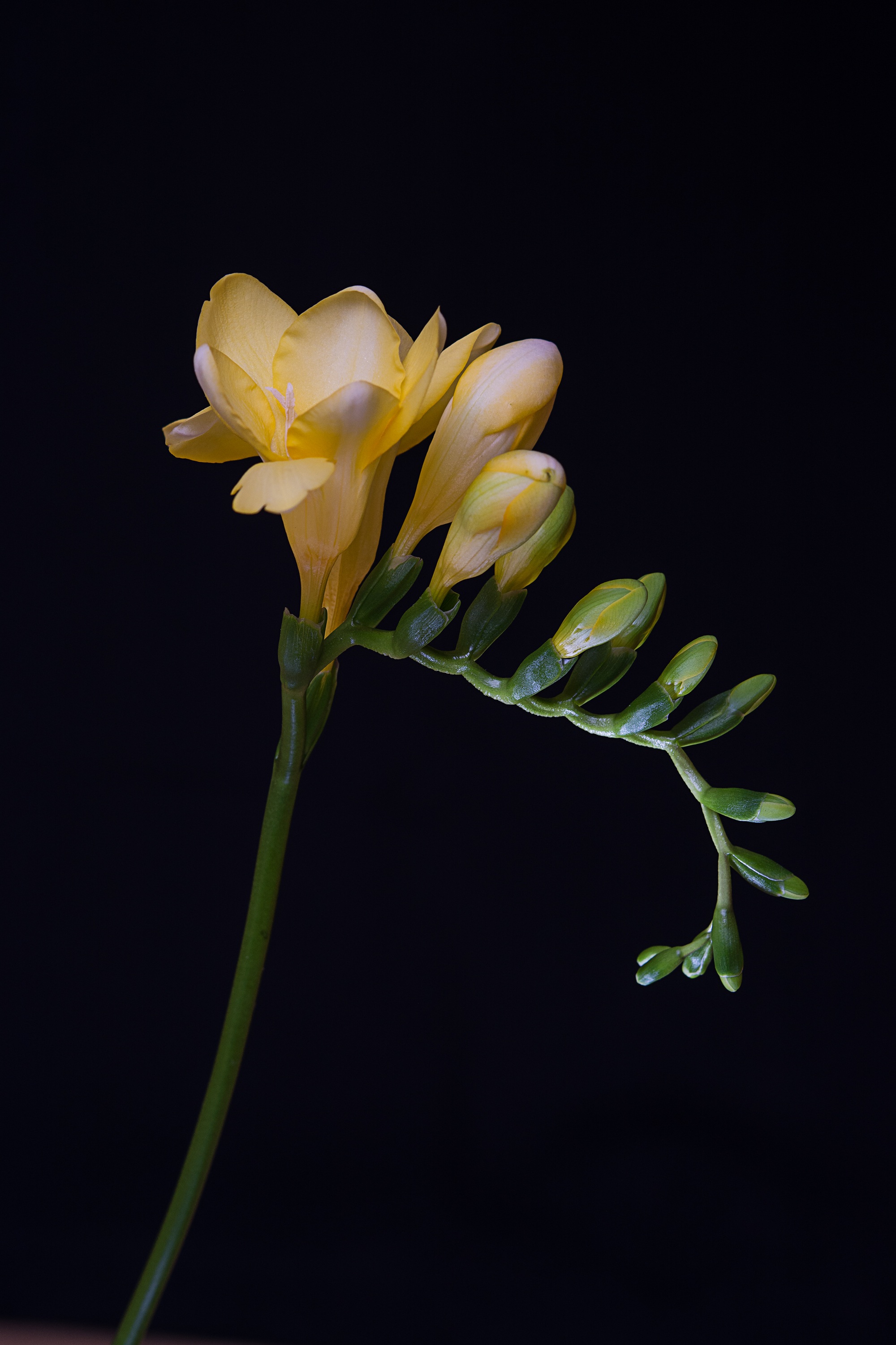 Flowers Yellow Freesia free image download
