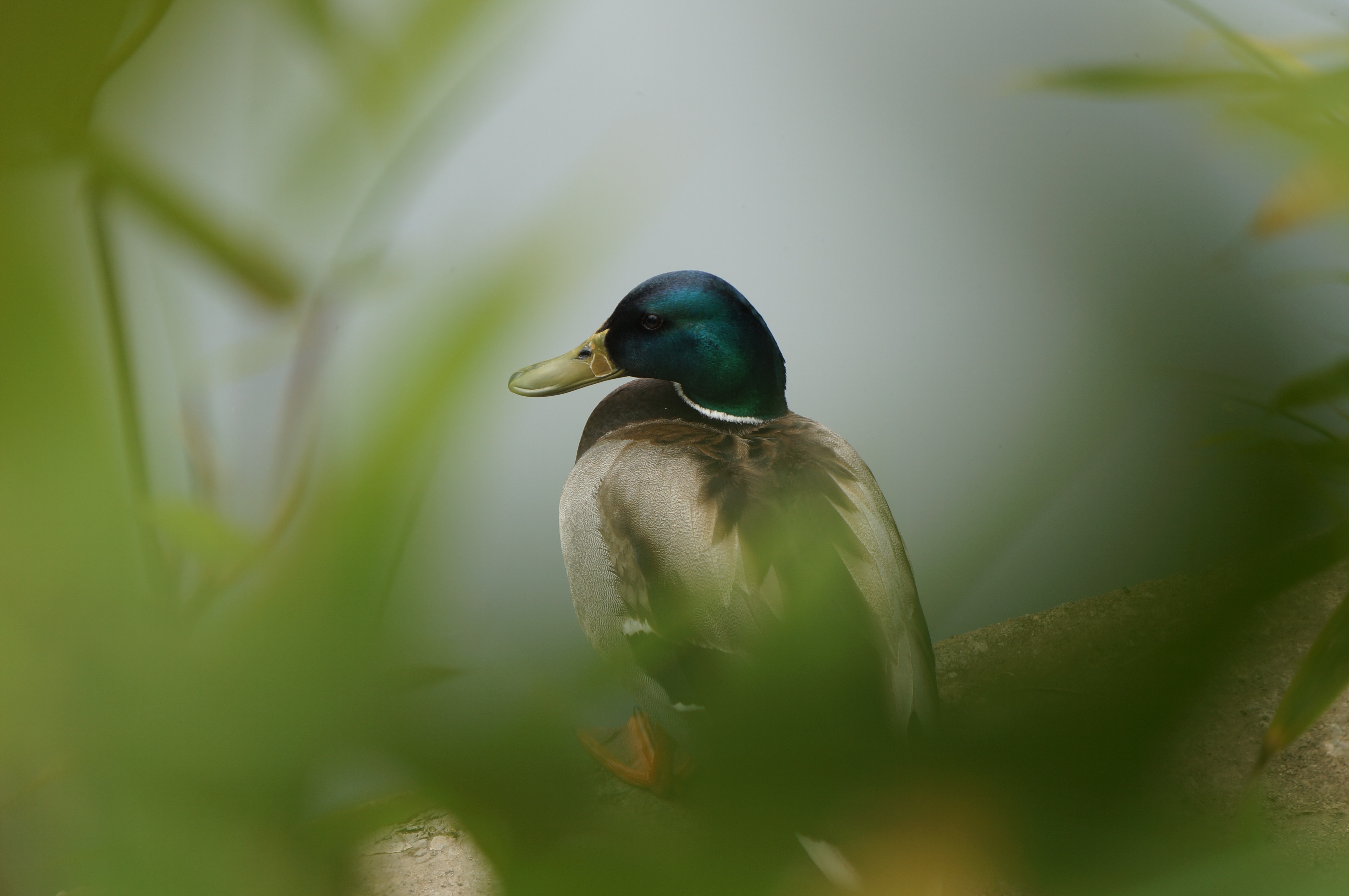 Incredible Duck Drake Water free image download