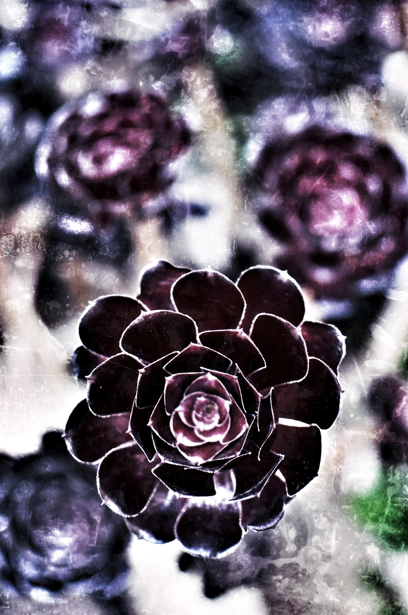 Floral Petals Nature free image download