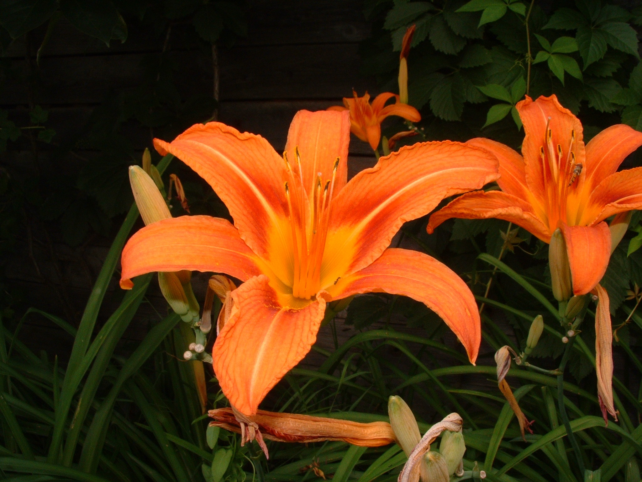 Flowers Garden Bloom Day free image download