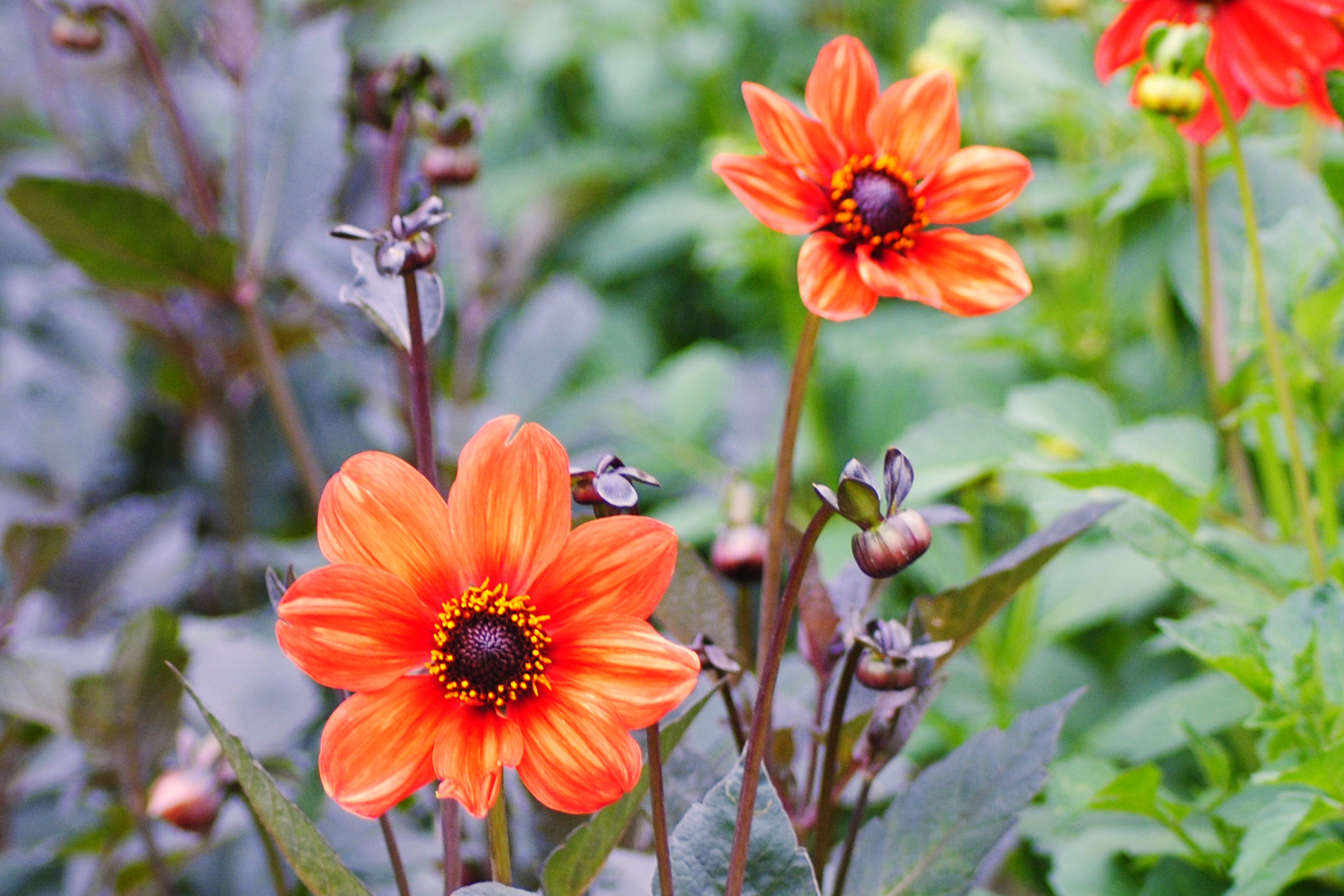 Dahlia Blossom Bloom Late free image download