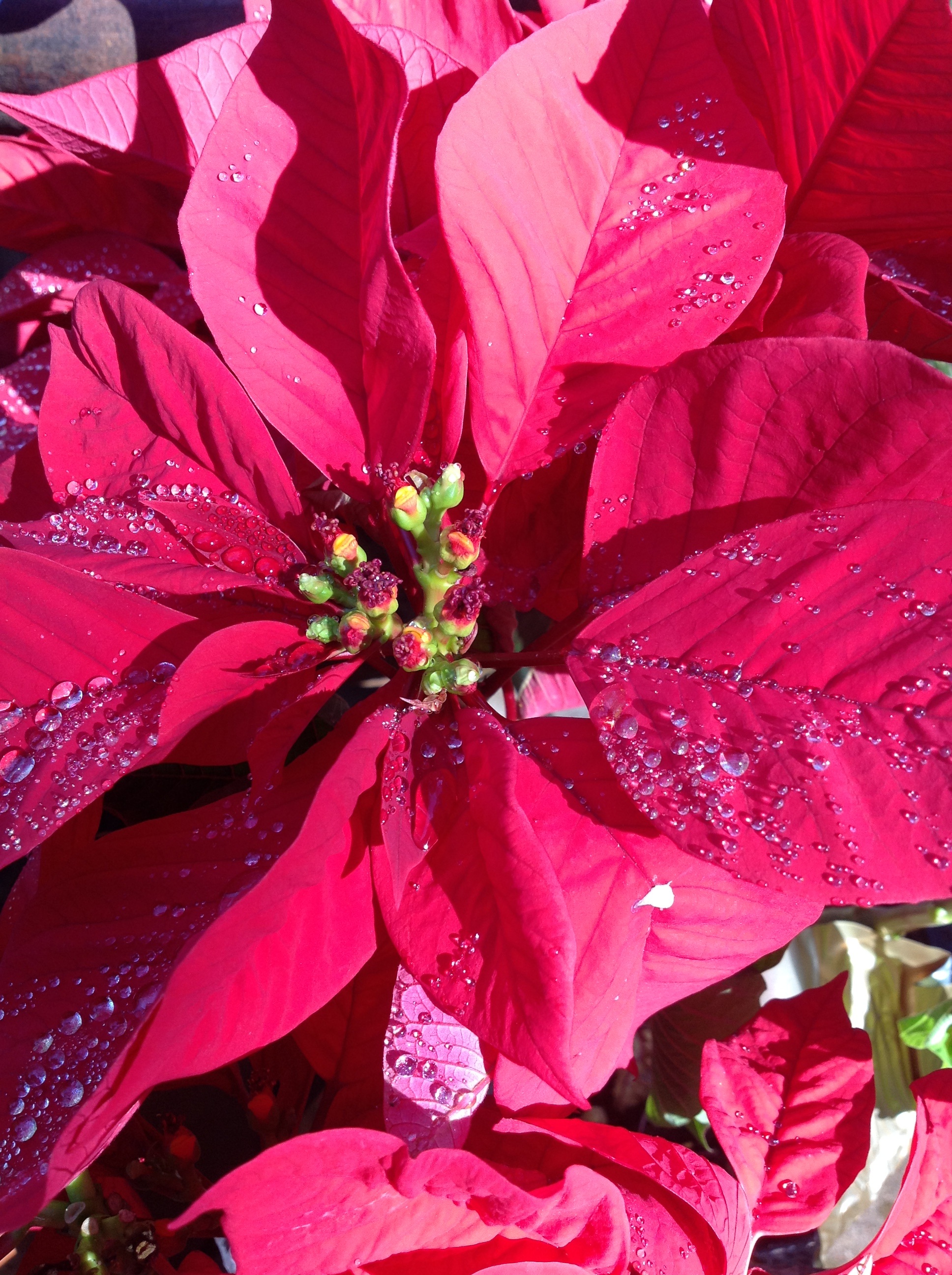 Poinsetta Christmas Flowers free image download