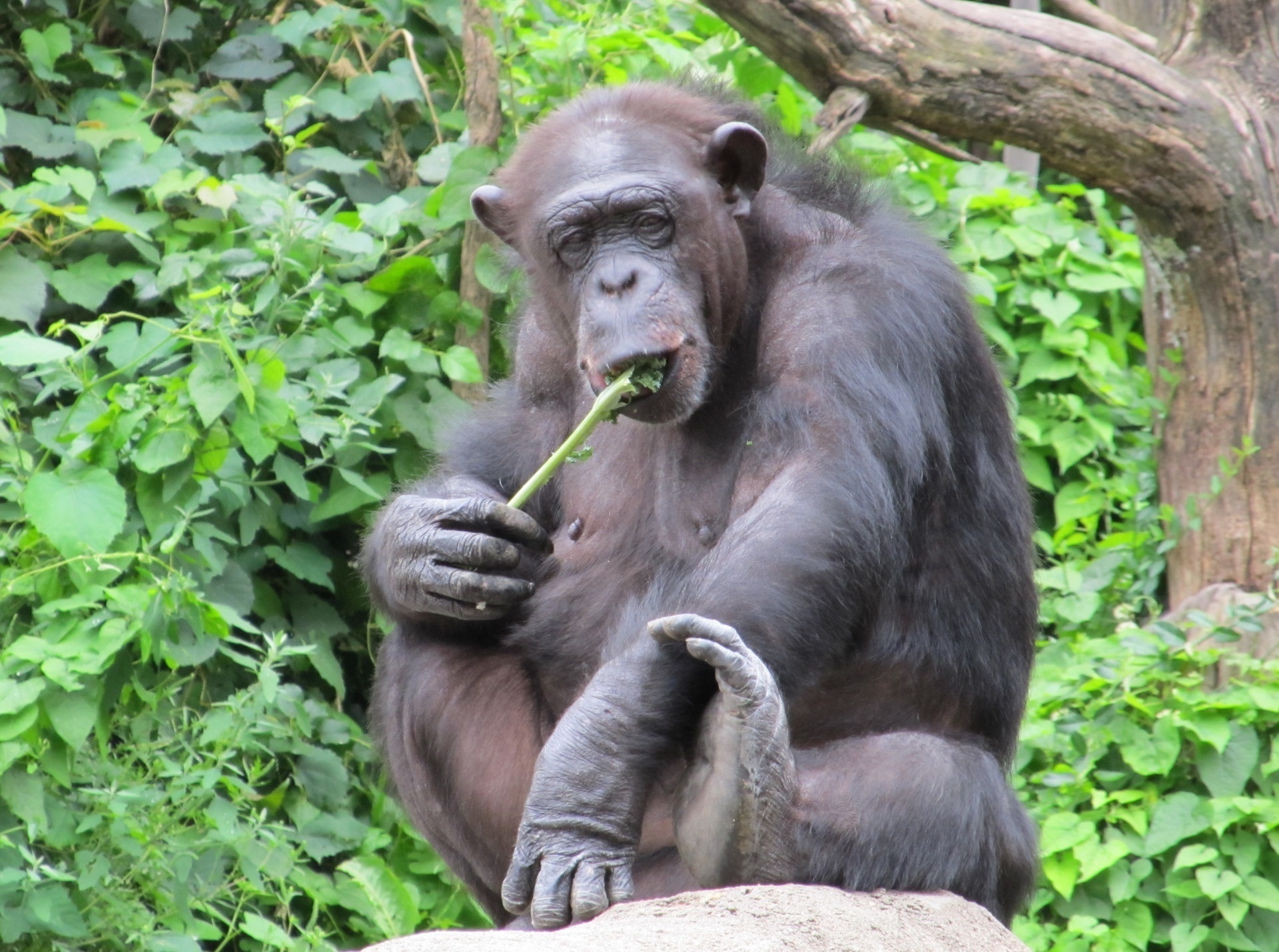 Chimpanzee Monkey Sitting free image download