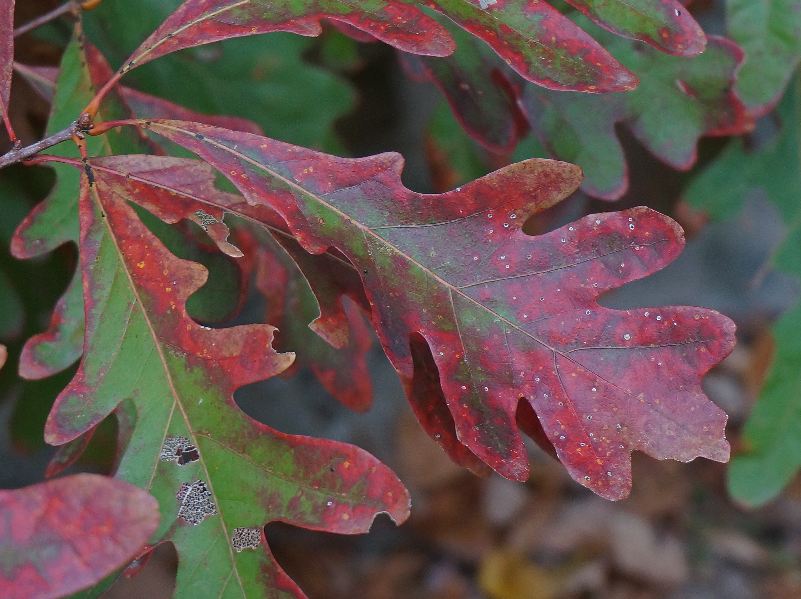 Red Oak Fall Color free image download