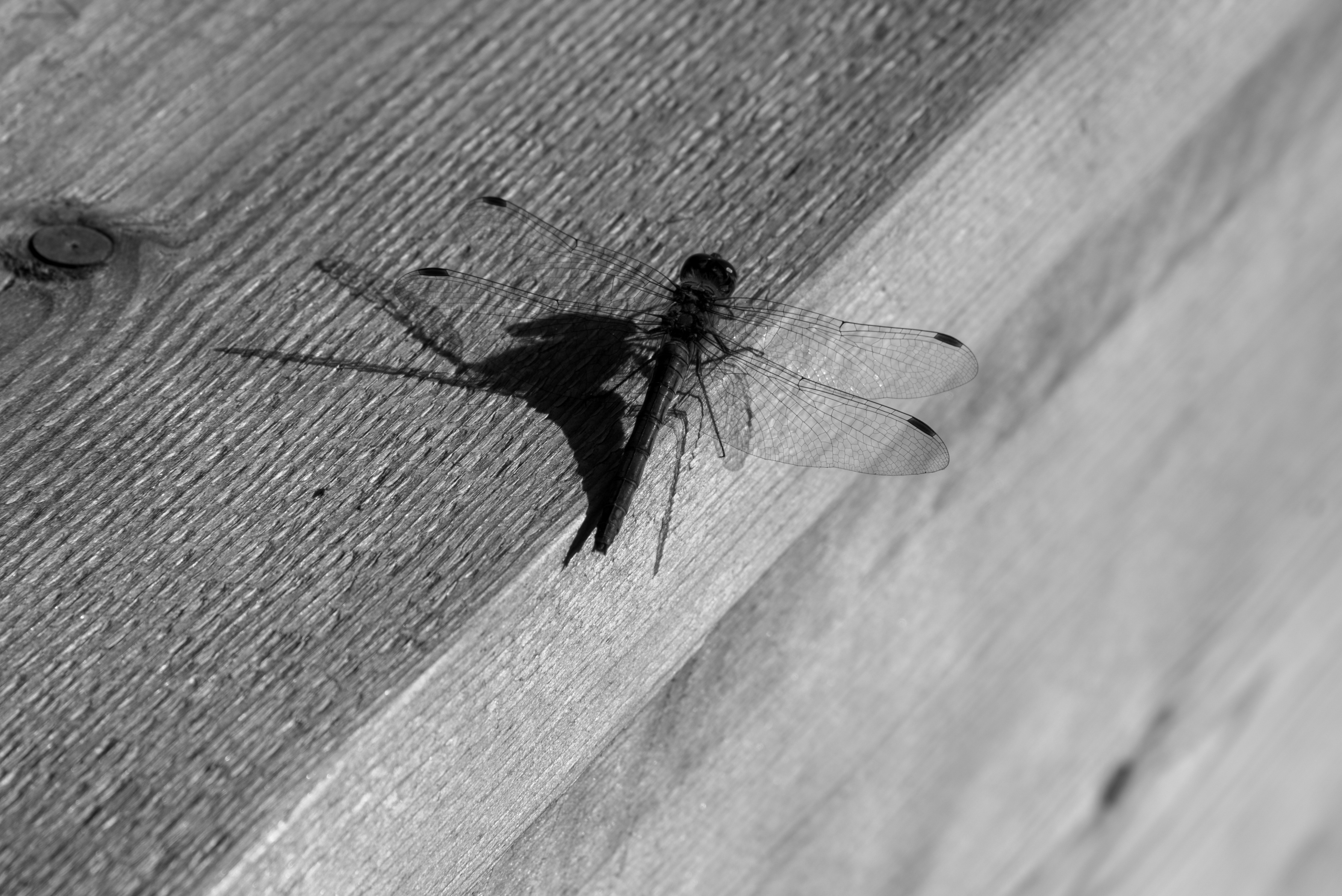 Mosquito insect Shadow free image download
