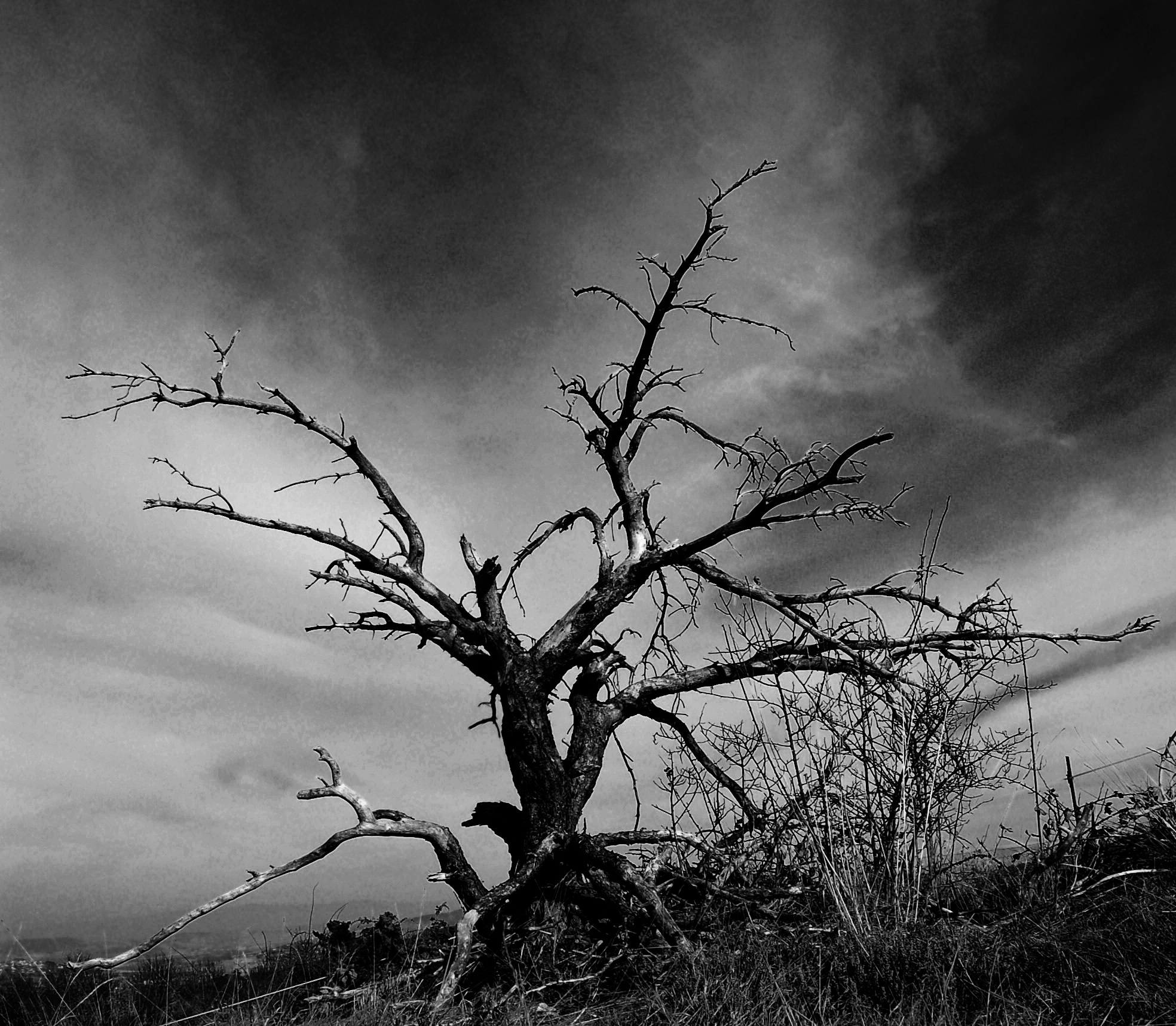 Tree Nature Dry Black And free image download