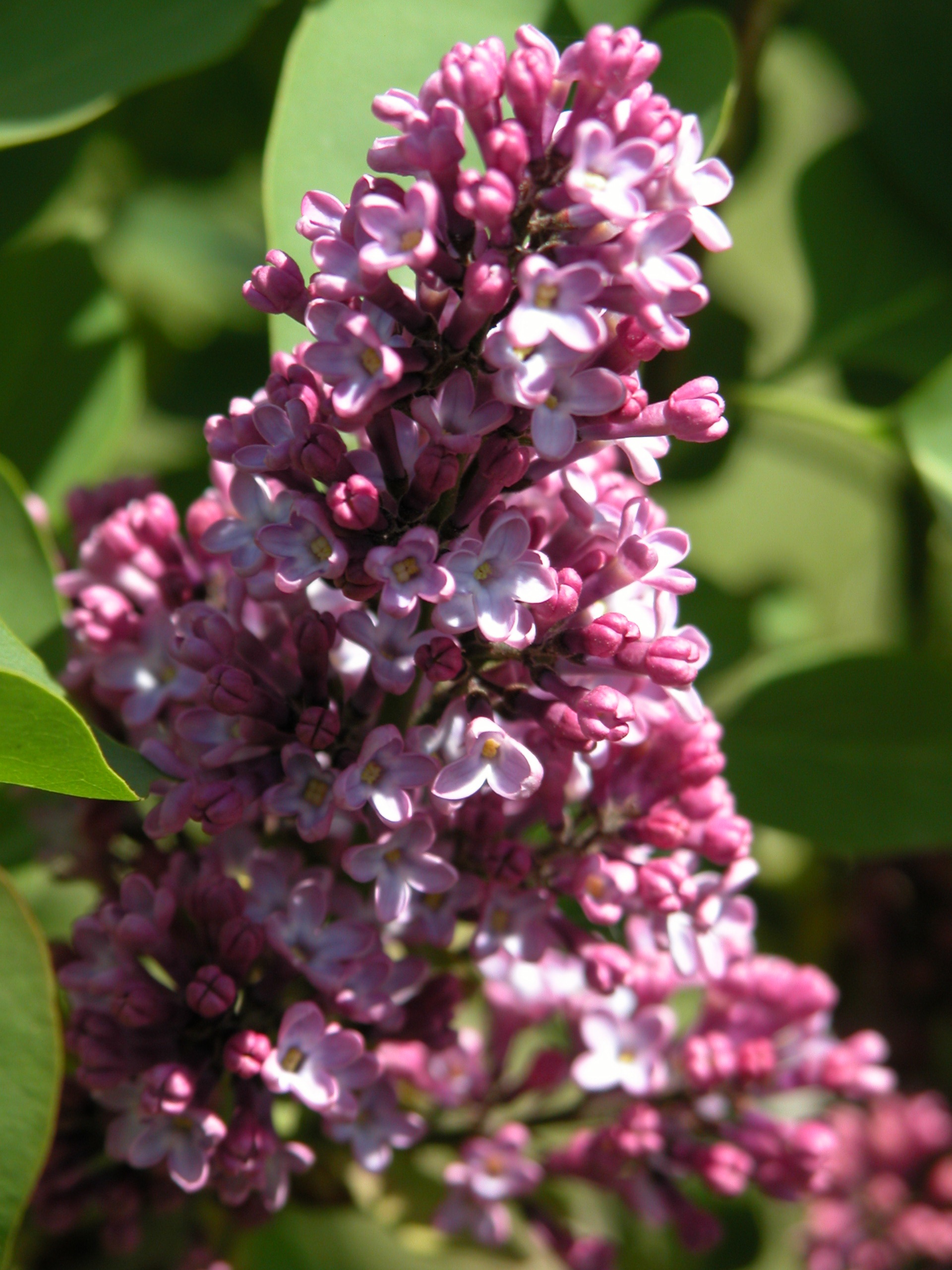 Natural lilac Flowers free image download