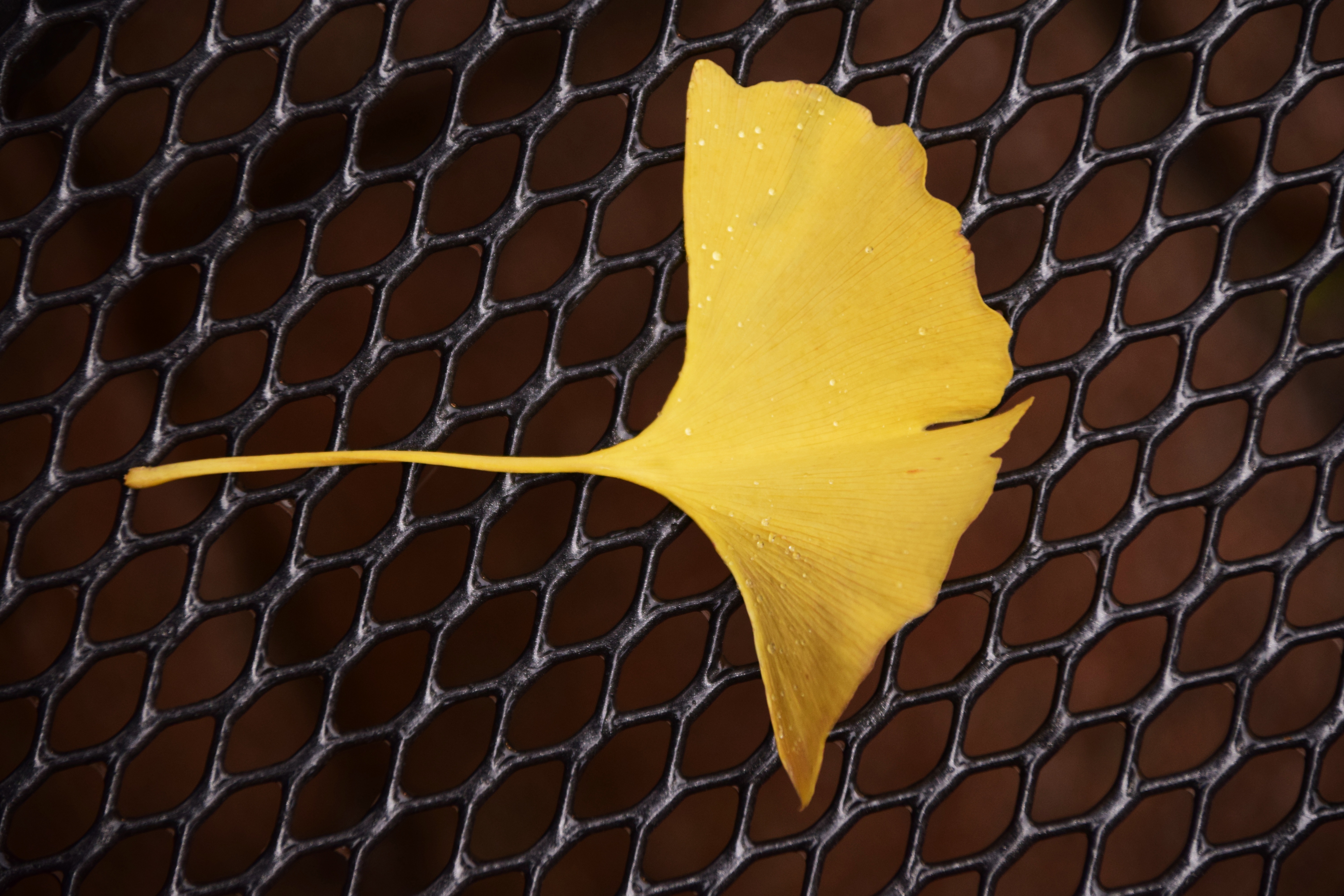 Ginkgo Leaf Autumn free image download