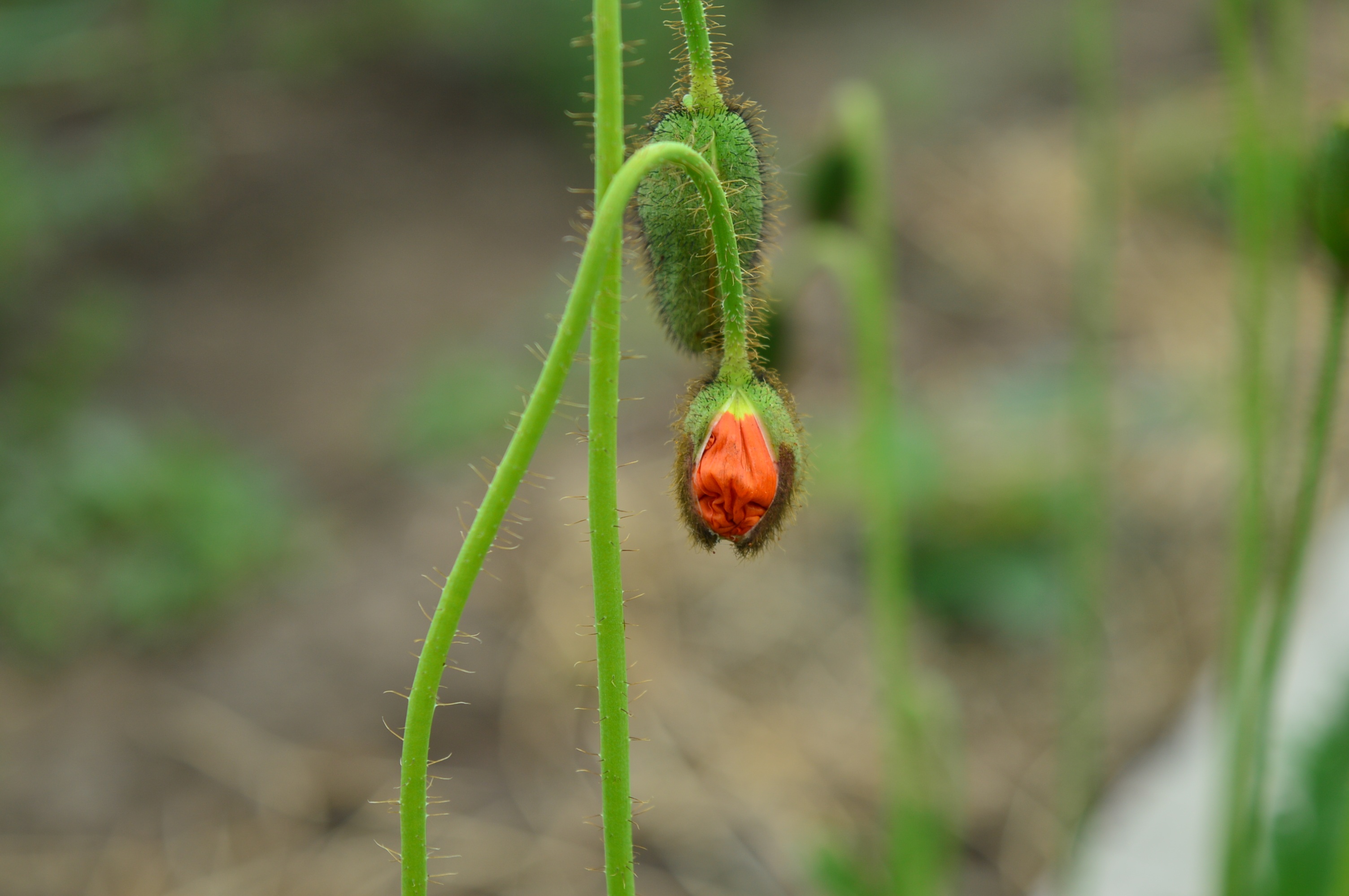 Mack Flower Summer Flowers free image download