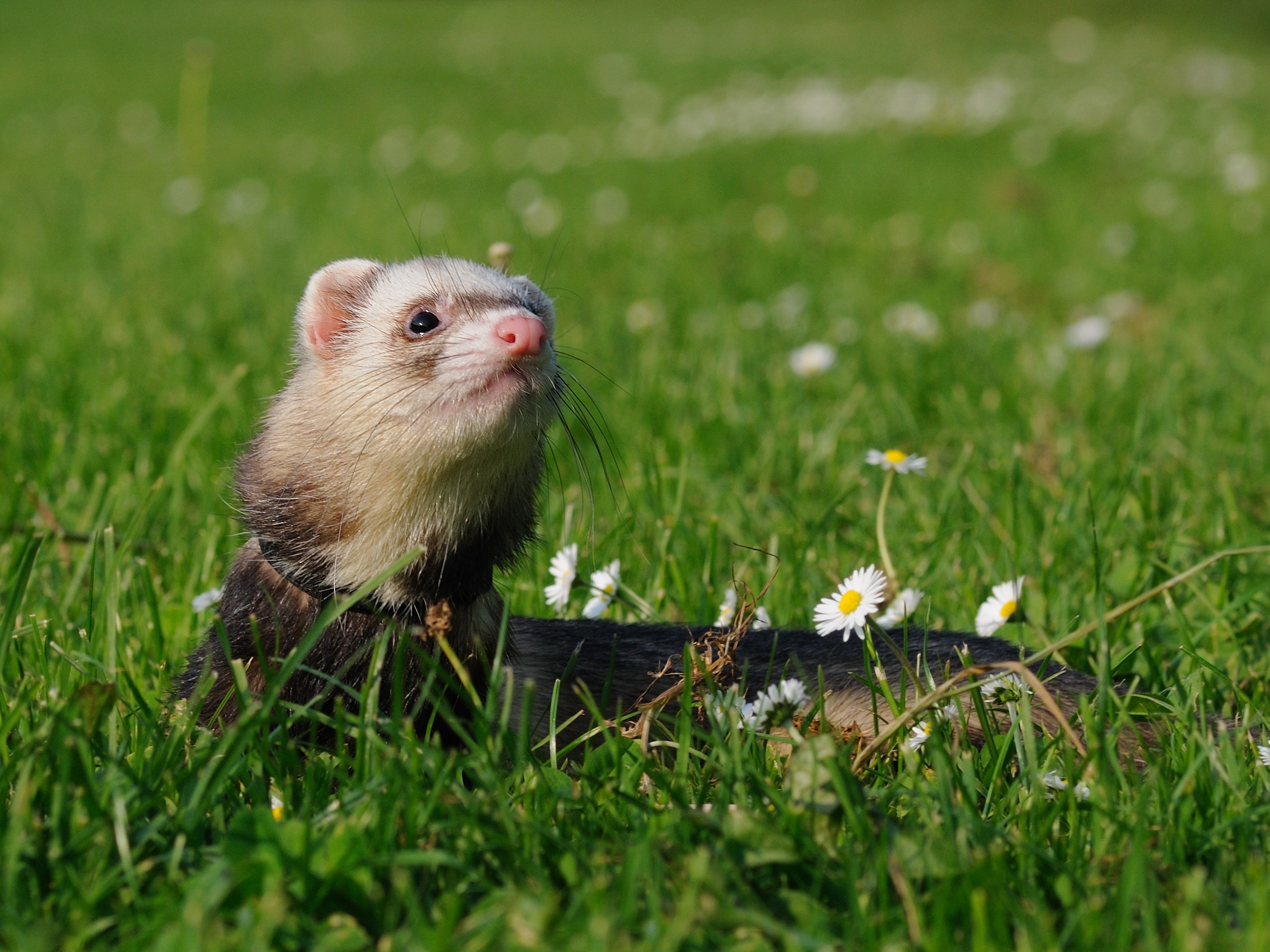 Animal Ferret Domesticated free image download