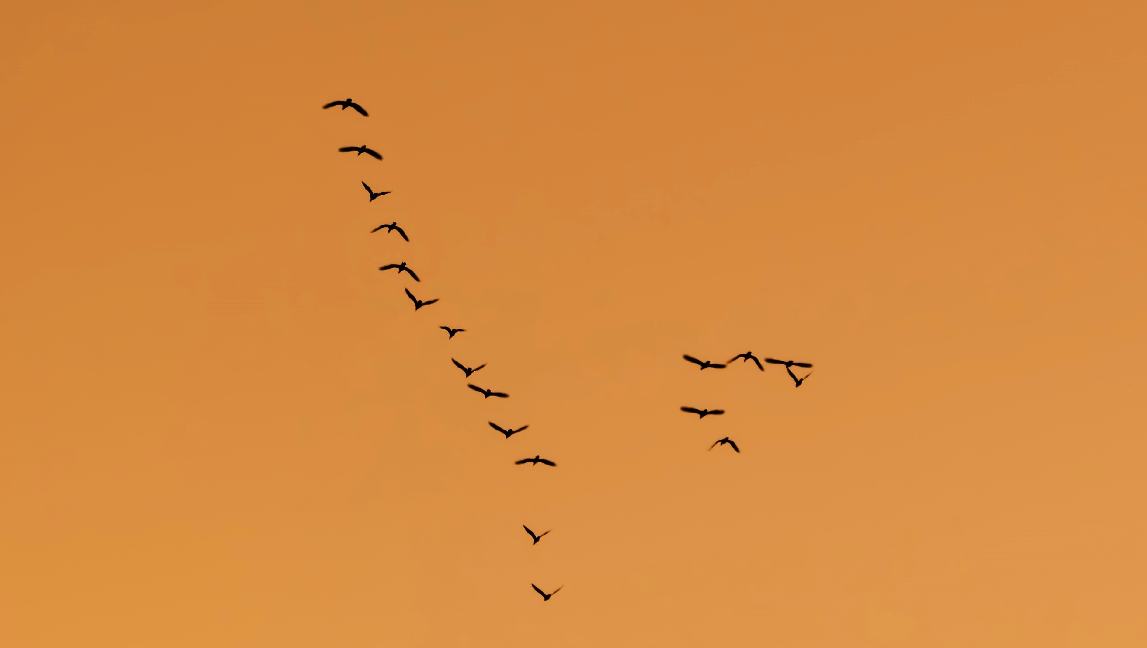 Birds Migratory Flock free image download