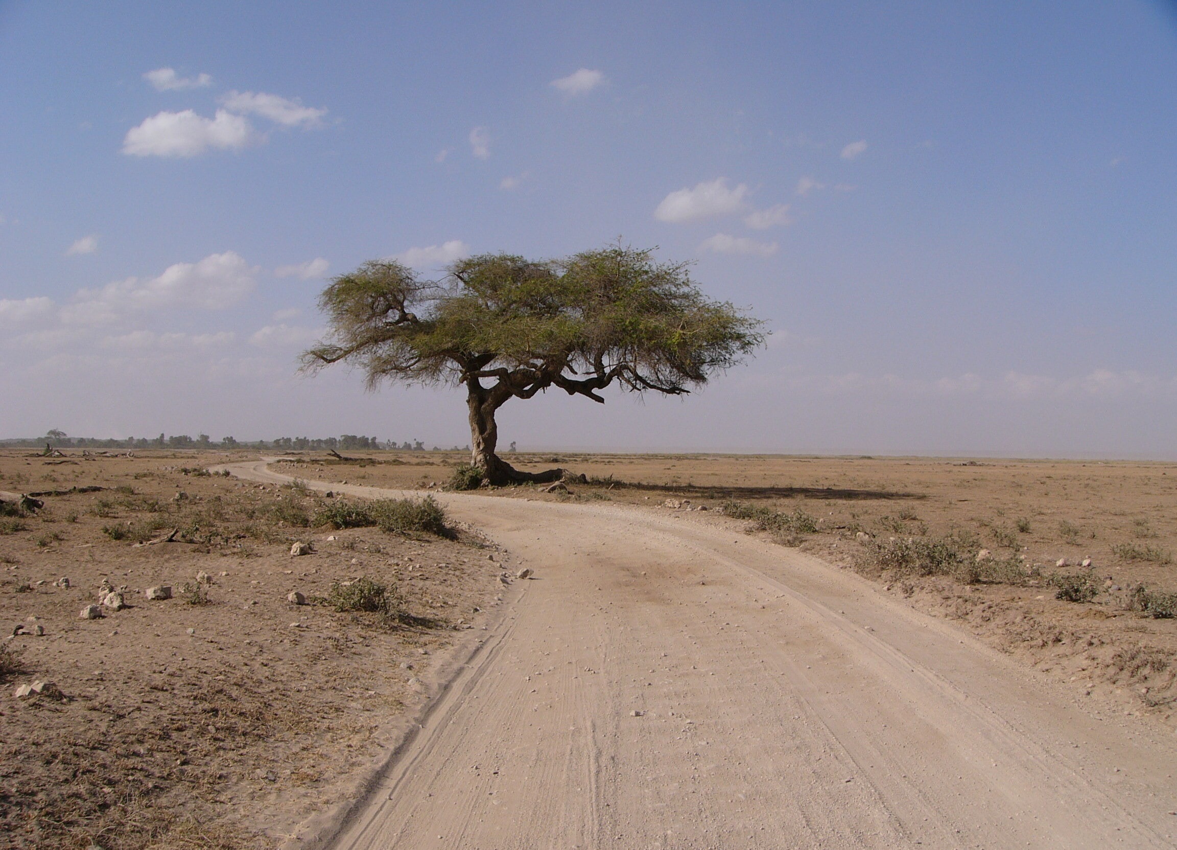 Tree Away Africa free image download